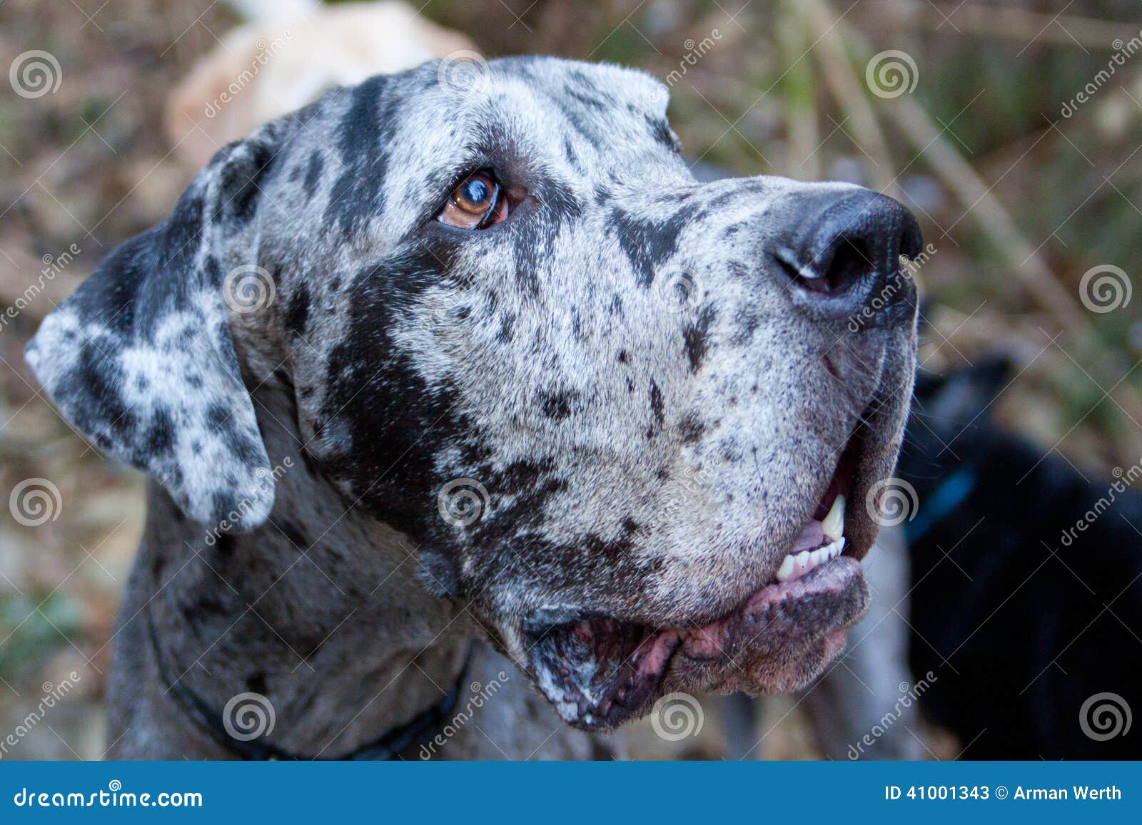 Great Dane Profile stock image. Image of dane, side, view - 41001343