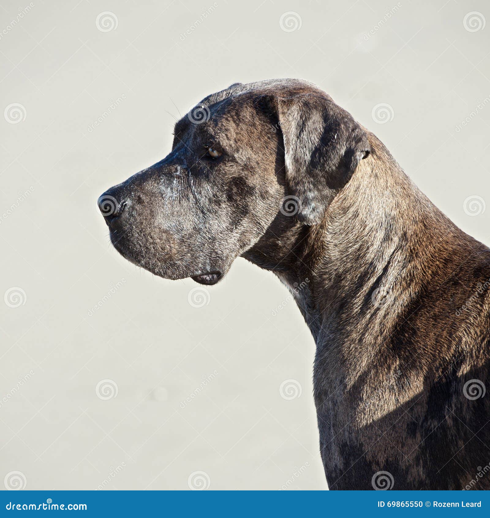 Great Dane stock photo. Image of monochrome, sadly, contemplation ...