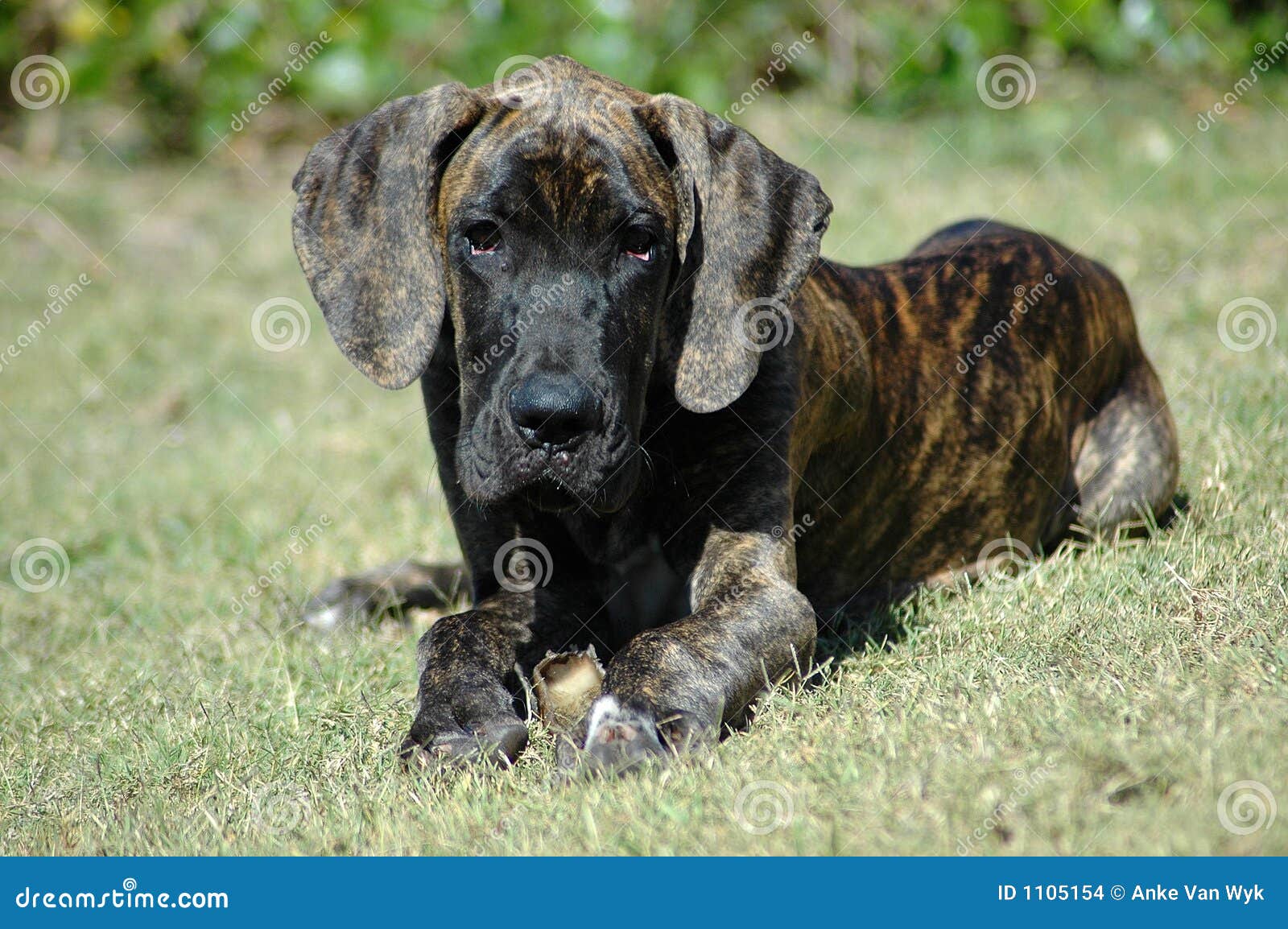 Great Dane puppy stock photo. Image of great, danes, looking - 1105154