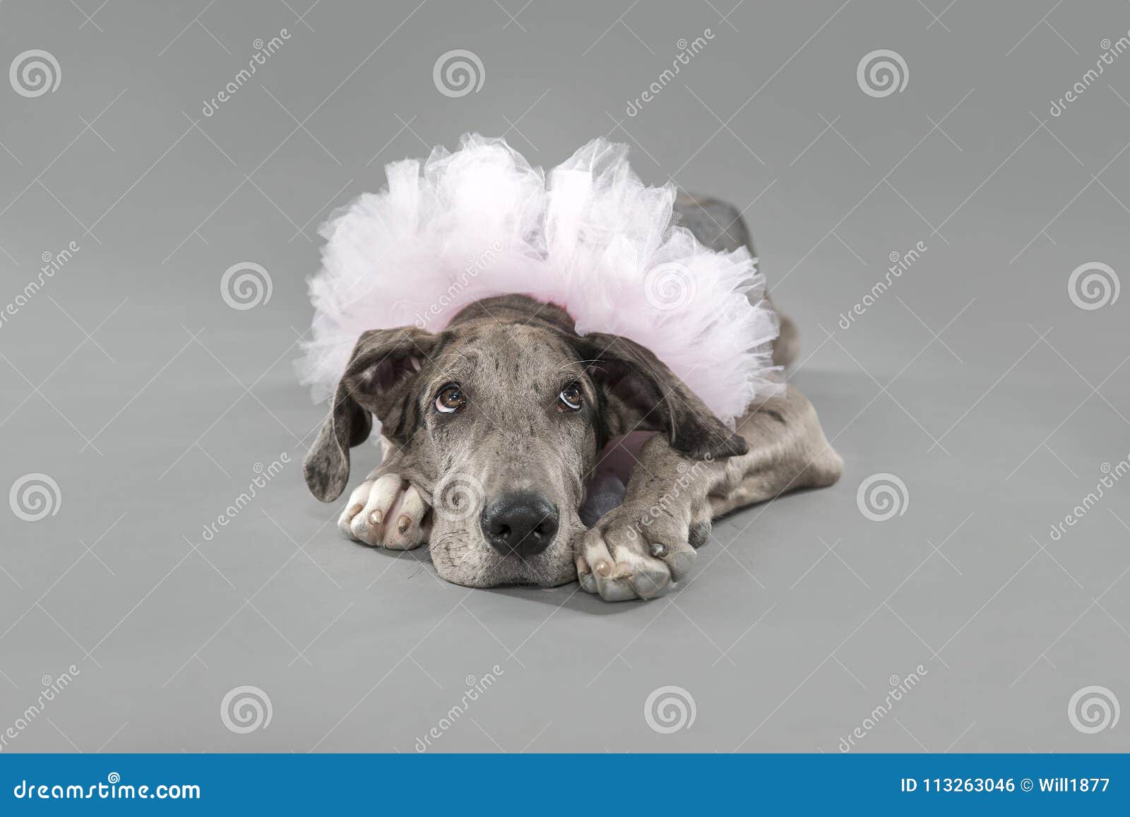 Great Dane Puppy in Pink Tutu Stock Photo - Image of isolated, farm ...