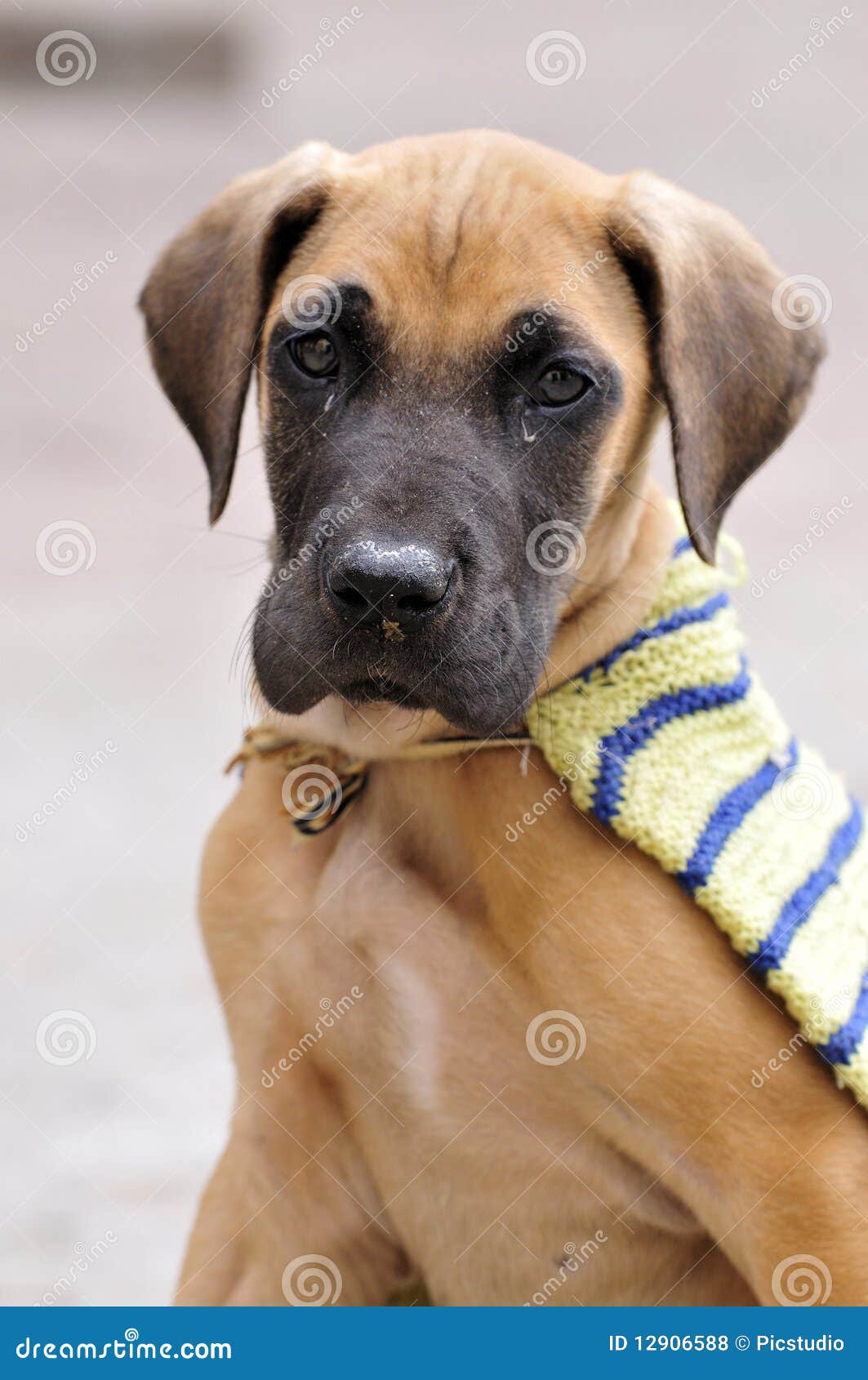 Great dane puppy portrait stock photo. Image of dane - 12906588
