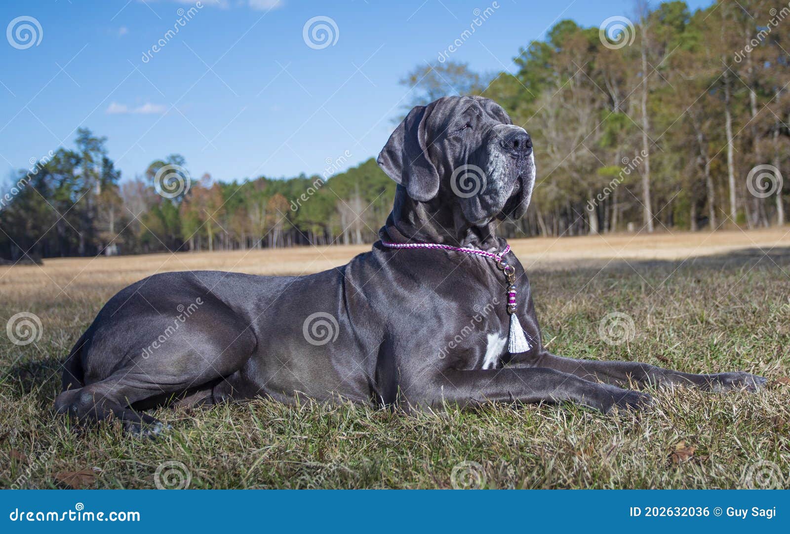 Great Dane Purebred Laying in a Field Stock Photo - Image of head, fall ...