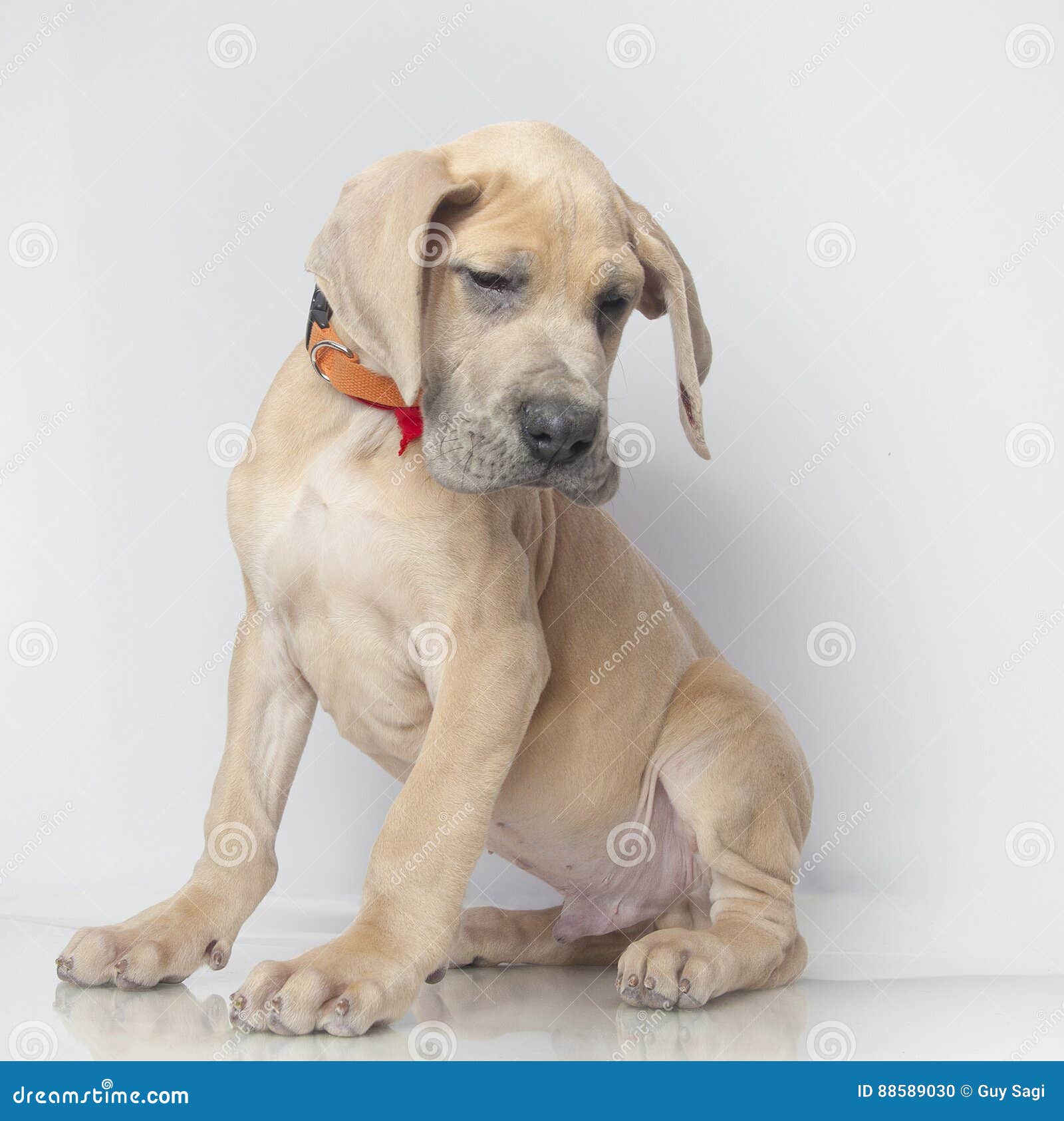 Great dane purebred stock photo. Image of orange, mammal - 88589030