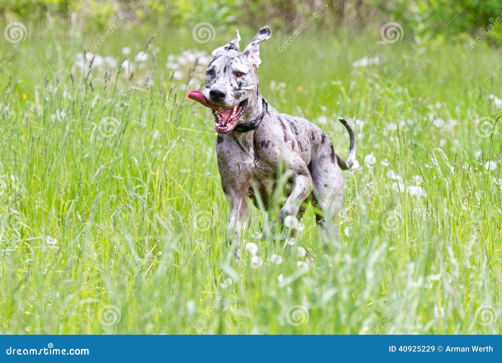 Great Dane Running stock image. Image of dane, field - 40925229