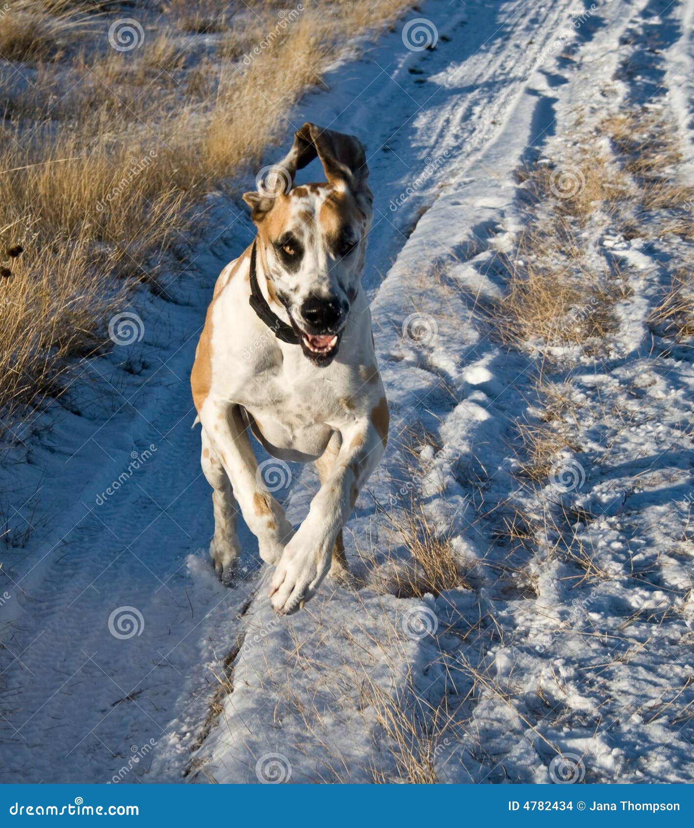 Great Dane Running on Snow-Covered Path Stock Photo - Image of fast ...