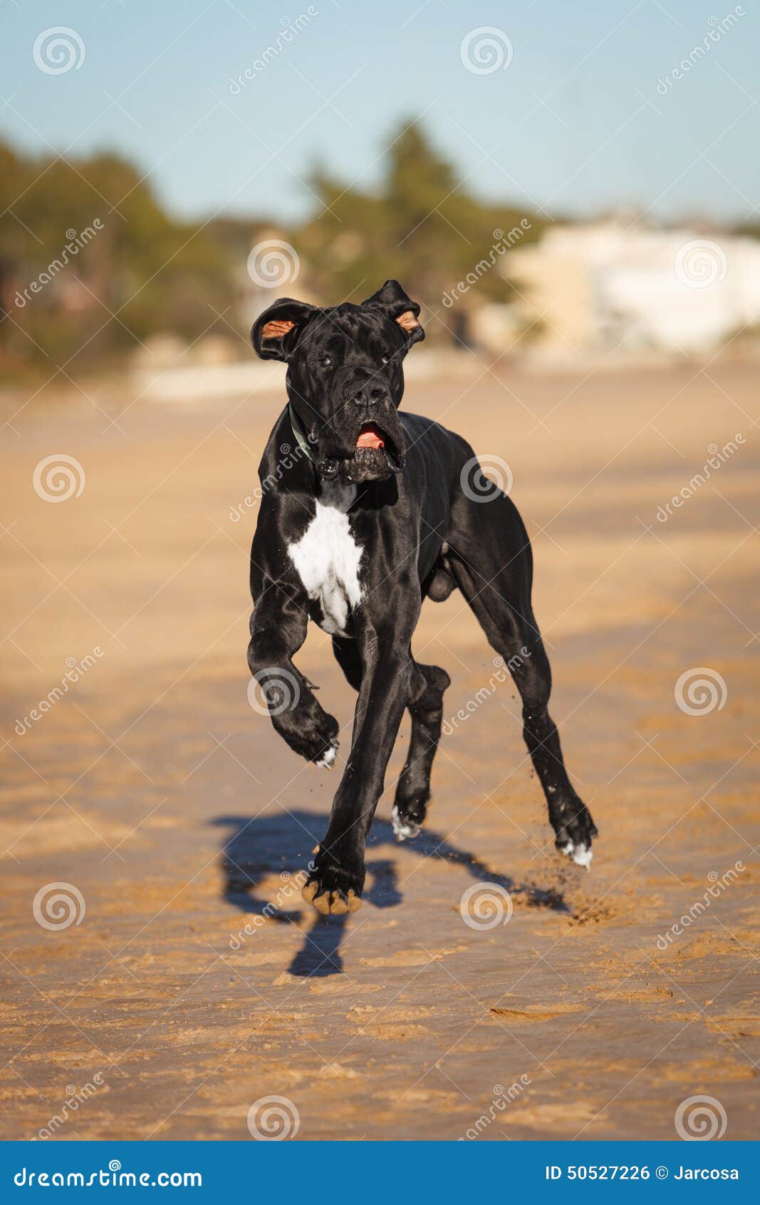 Great Danes Black Dog Running on the Beach Stock Photo - Image of hair ...