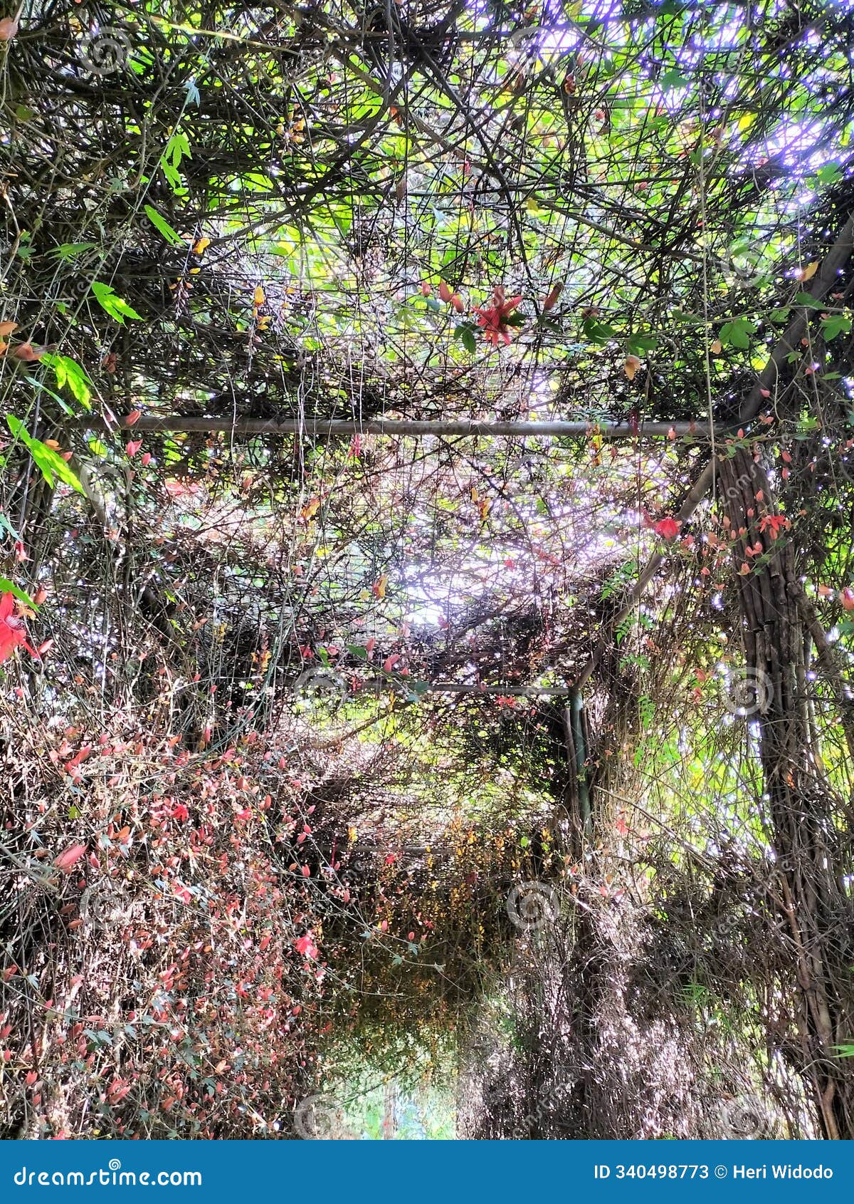 Great Design of Outdoor Gate Using Beautiful Climbing Plants with Red ...