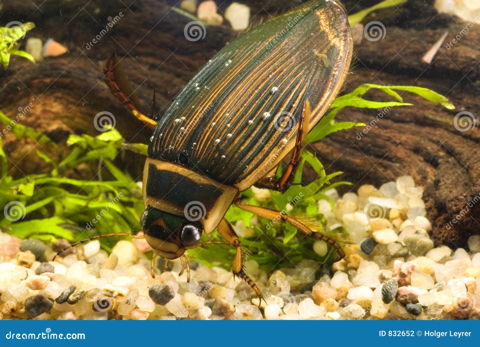 Great diving beetle stock photo. Image of great, diving - 832652