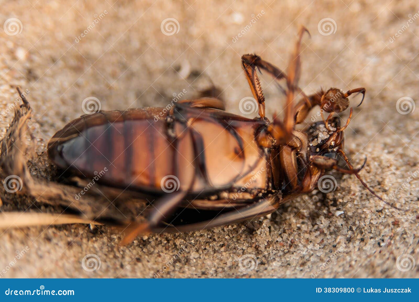 Great Diving Beetle (Dytiscus Marginalis) Stock Photo - Image of ...