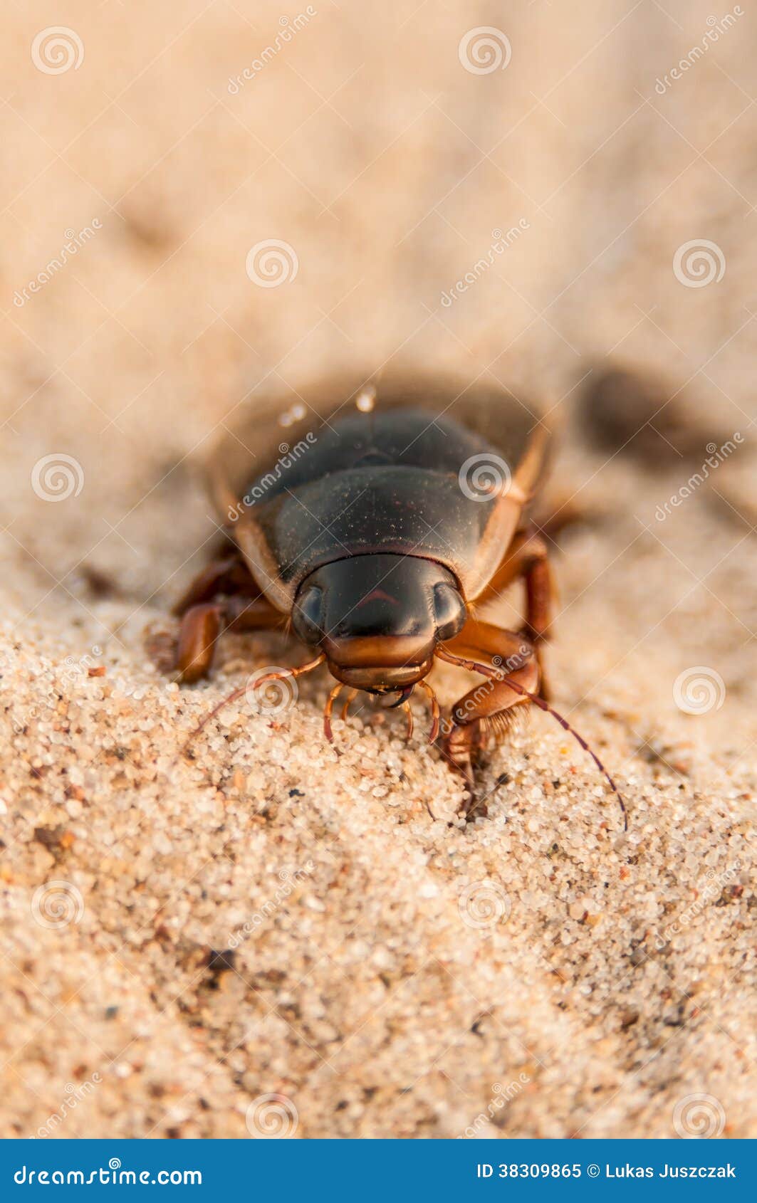 Great Diving Beetle (Dytiscus Marginalis) Stock Image - Image of ...