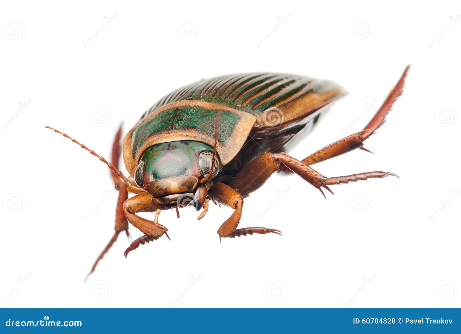 Great diving beetle stock photo. Image of dark, predator - 60704320