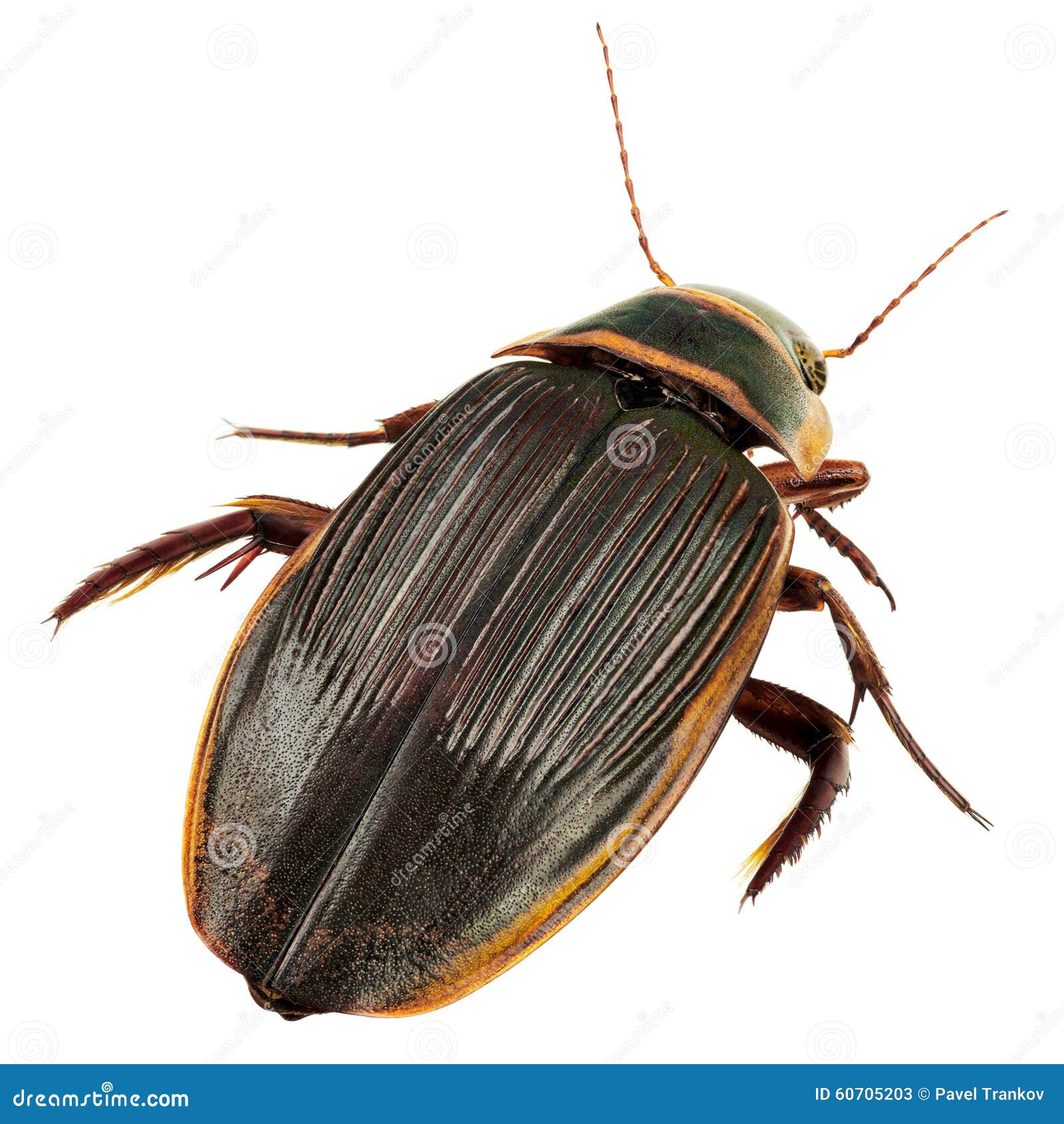 Great diving beetle stock image. Image of insect, wild - 60705203