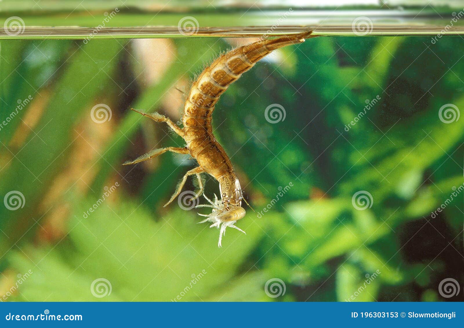 Great Diving Beetle, Dytiscus Marginalis, Larvae Standing in Pond ...