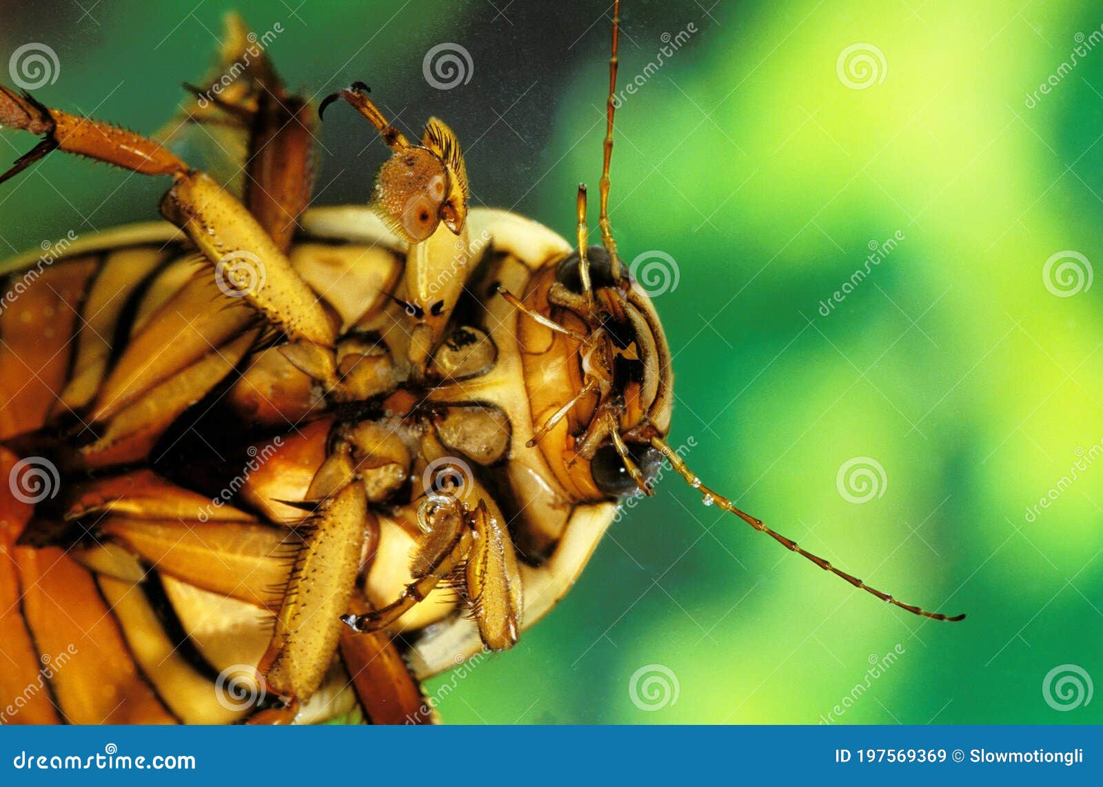 Great Diving Beetle, Dytiscus Marginalis, Pond in Normandy Stock Image ...