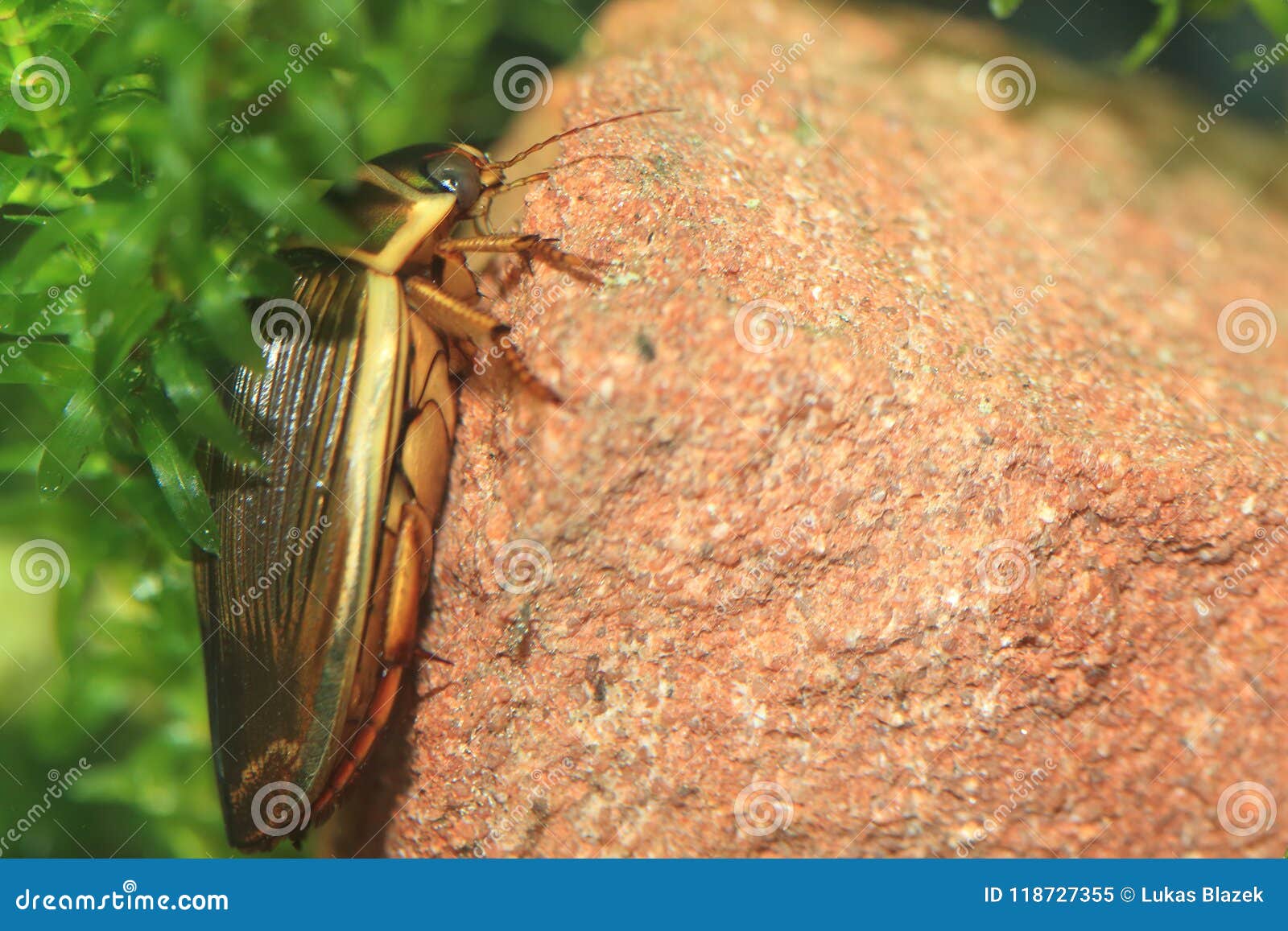 Great Diving Beetle, Dytiscus Marginalis, Male Hunting On Carassius ...
