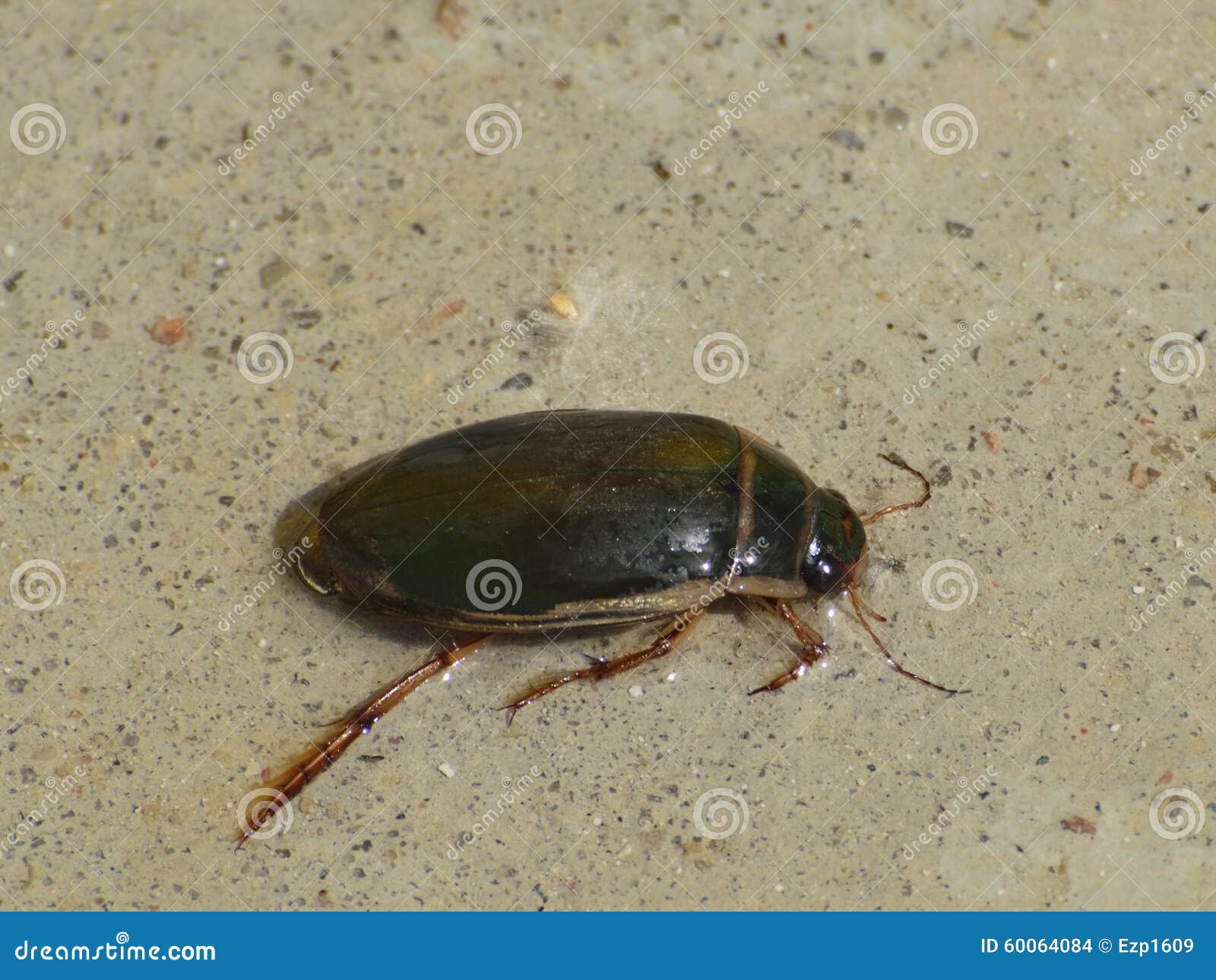 Great diving beetle stock photo. Image of dytiscus, diving - 60064084