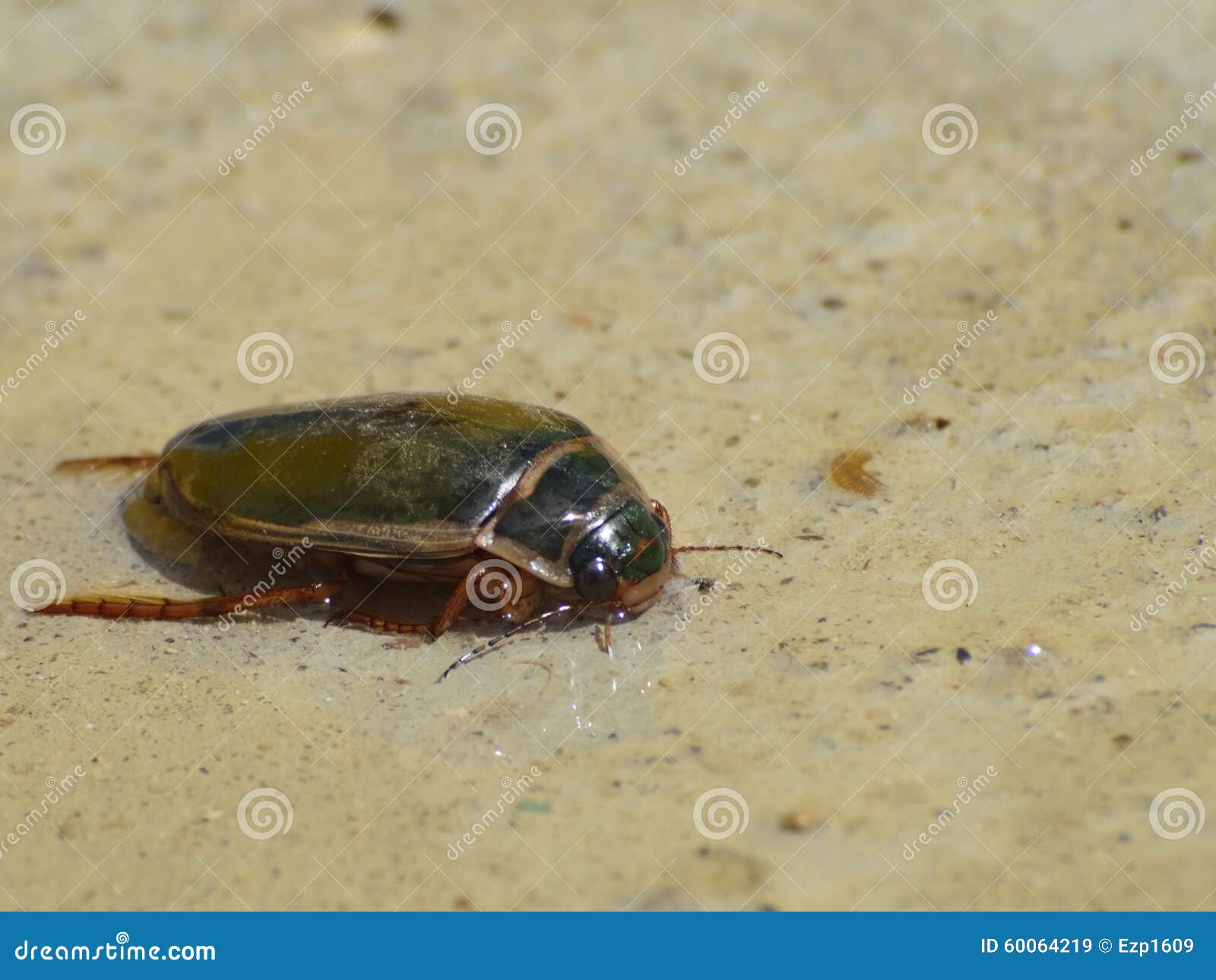 Great diving beetle stock image. Image of beetle, dytiscus - 60064219
