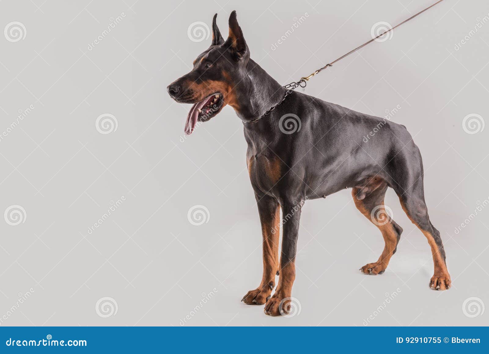 Great Doberman Posing while Standing Stock Image - Image of attentive ...