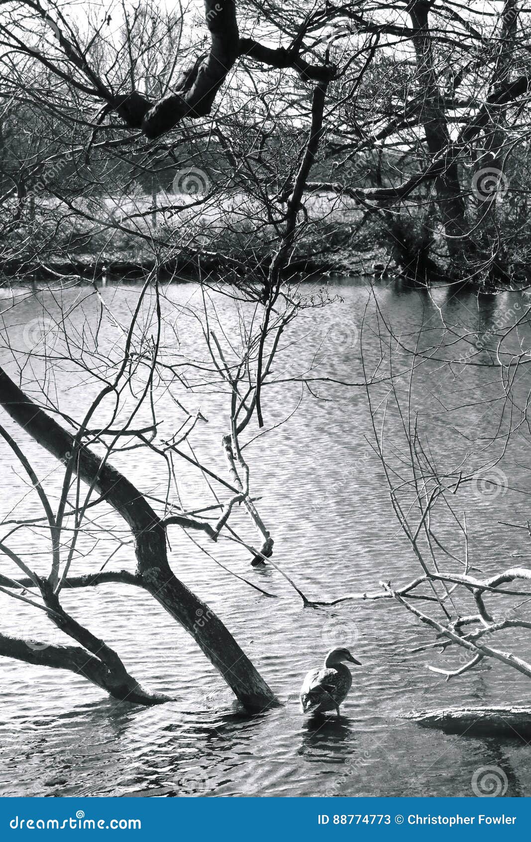 Great Driffield East Yorkshire England Stock Image - Image of ripple ...