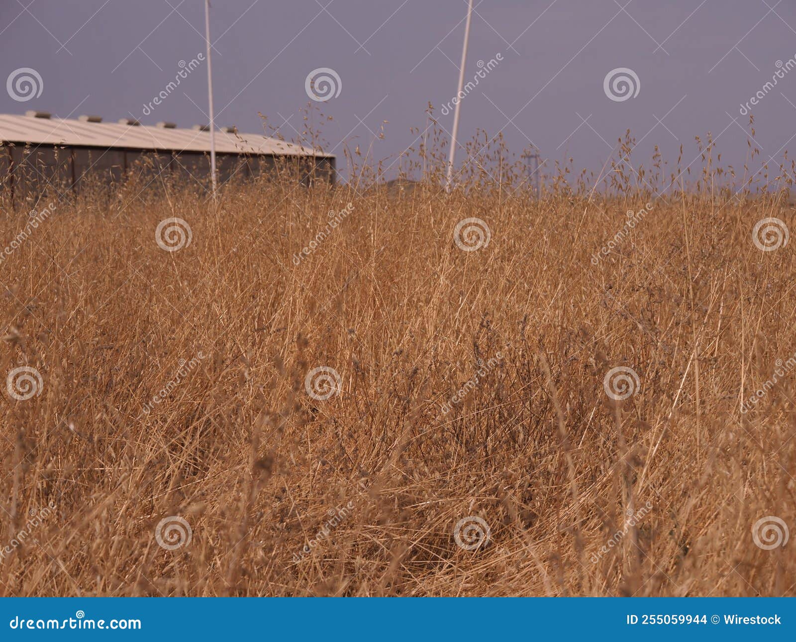 Drought in Europe water stock photo. Image of restrictions - 255059944