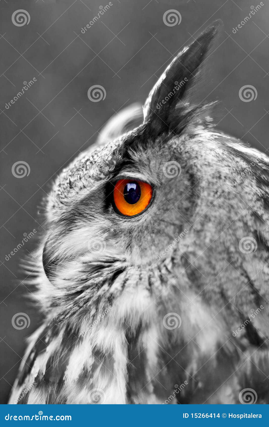 Great Eagle Owl stock photo. Image of look, eurasian - 15266414