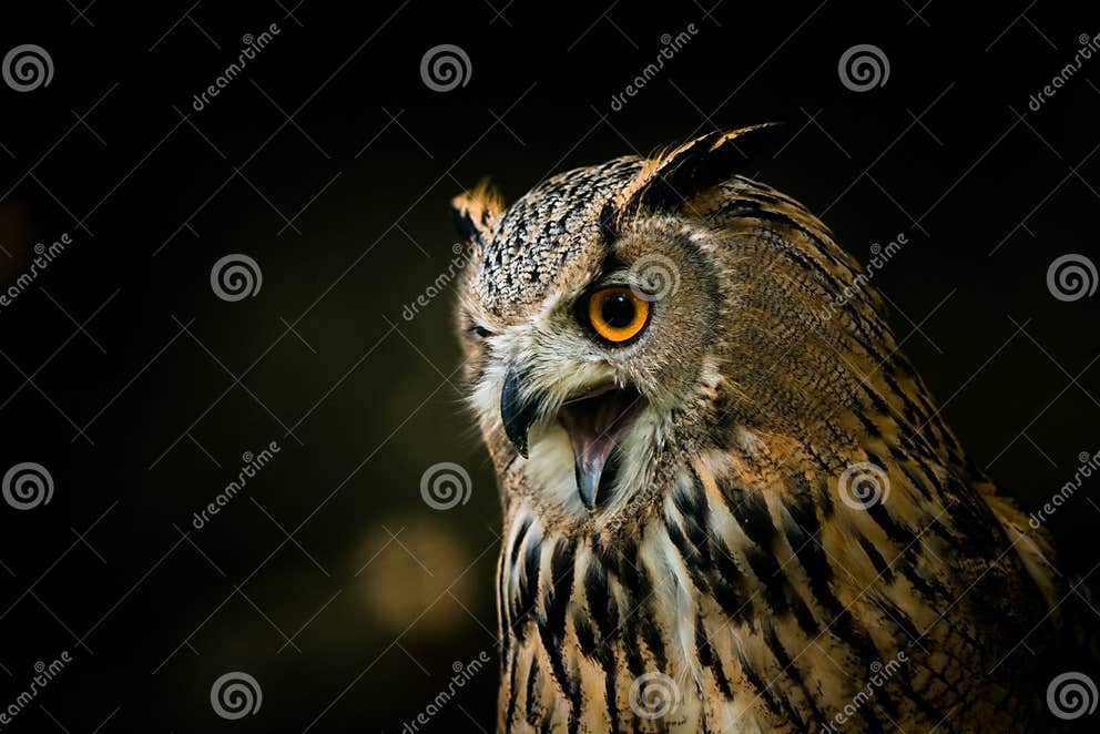 Great Eagle Owl Portrait in Nature Stock Photo - Image of flight, open ...