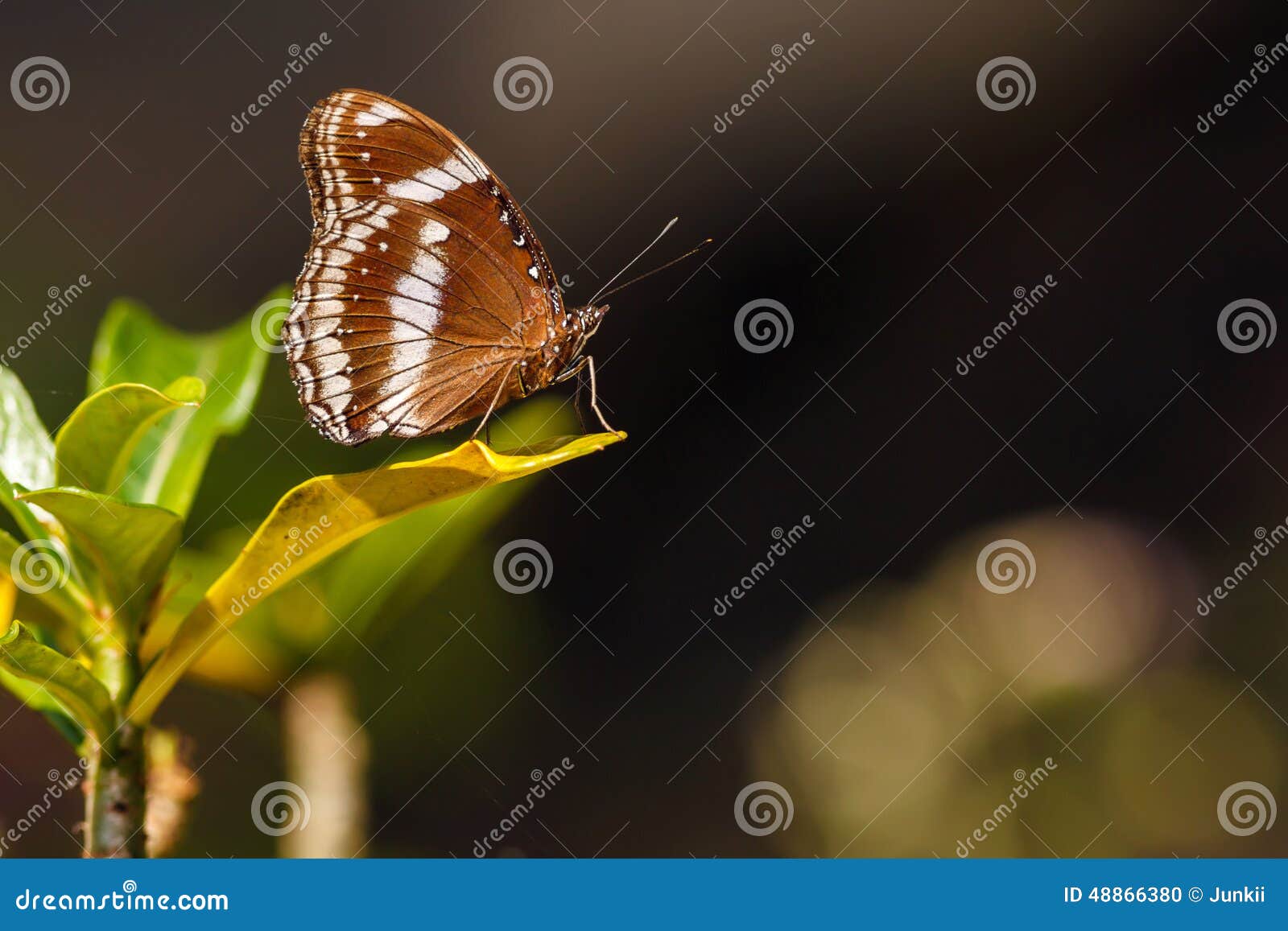 Great Egg-fly Butterfly (Hypolimnas Bolina) Stock Photo - Image of ...