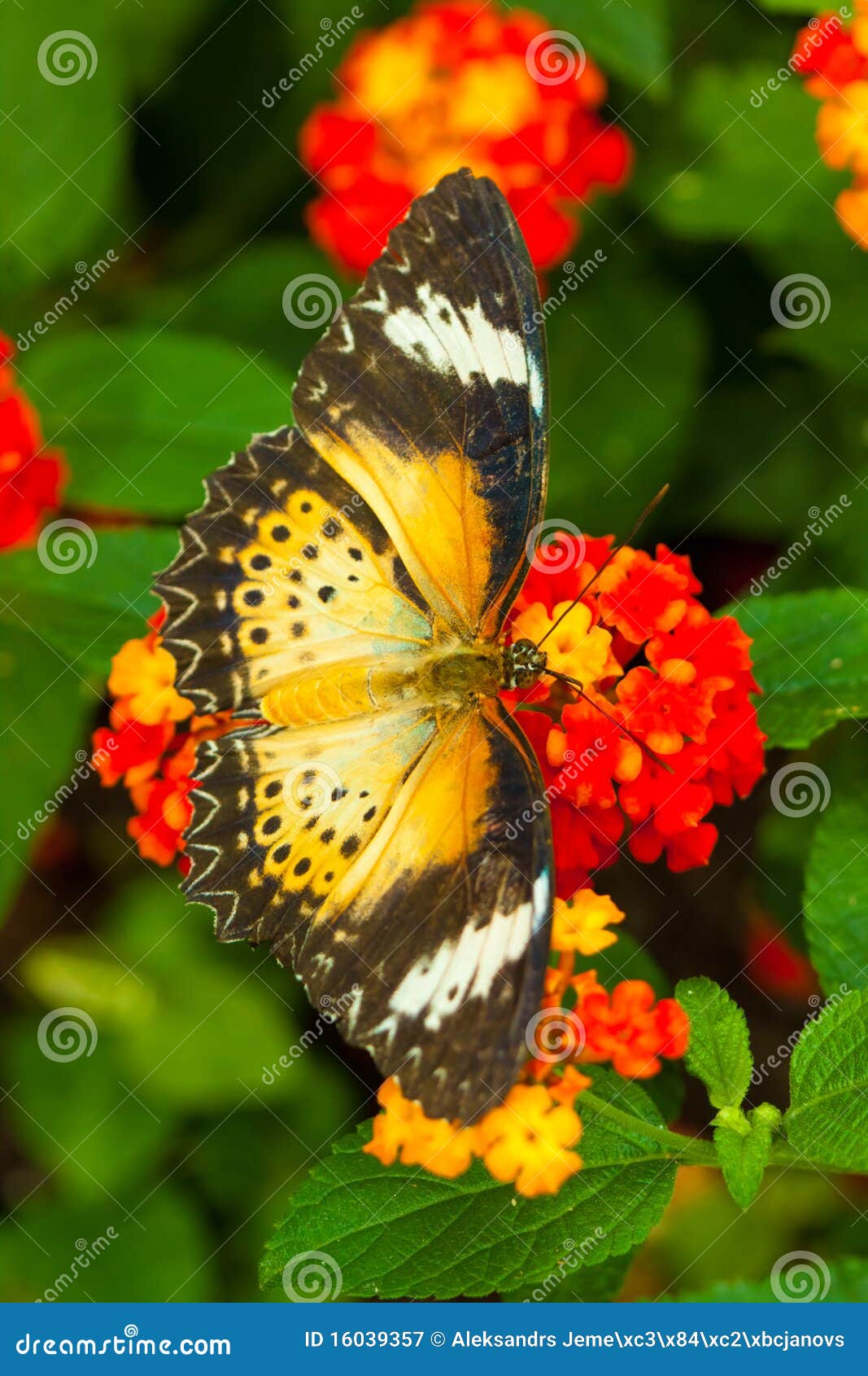 Great Eggfly Butterfly stock image. Image of yellow, beauty - 16039357