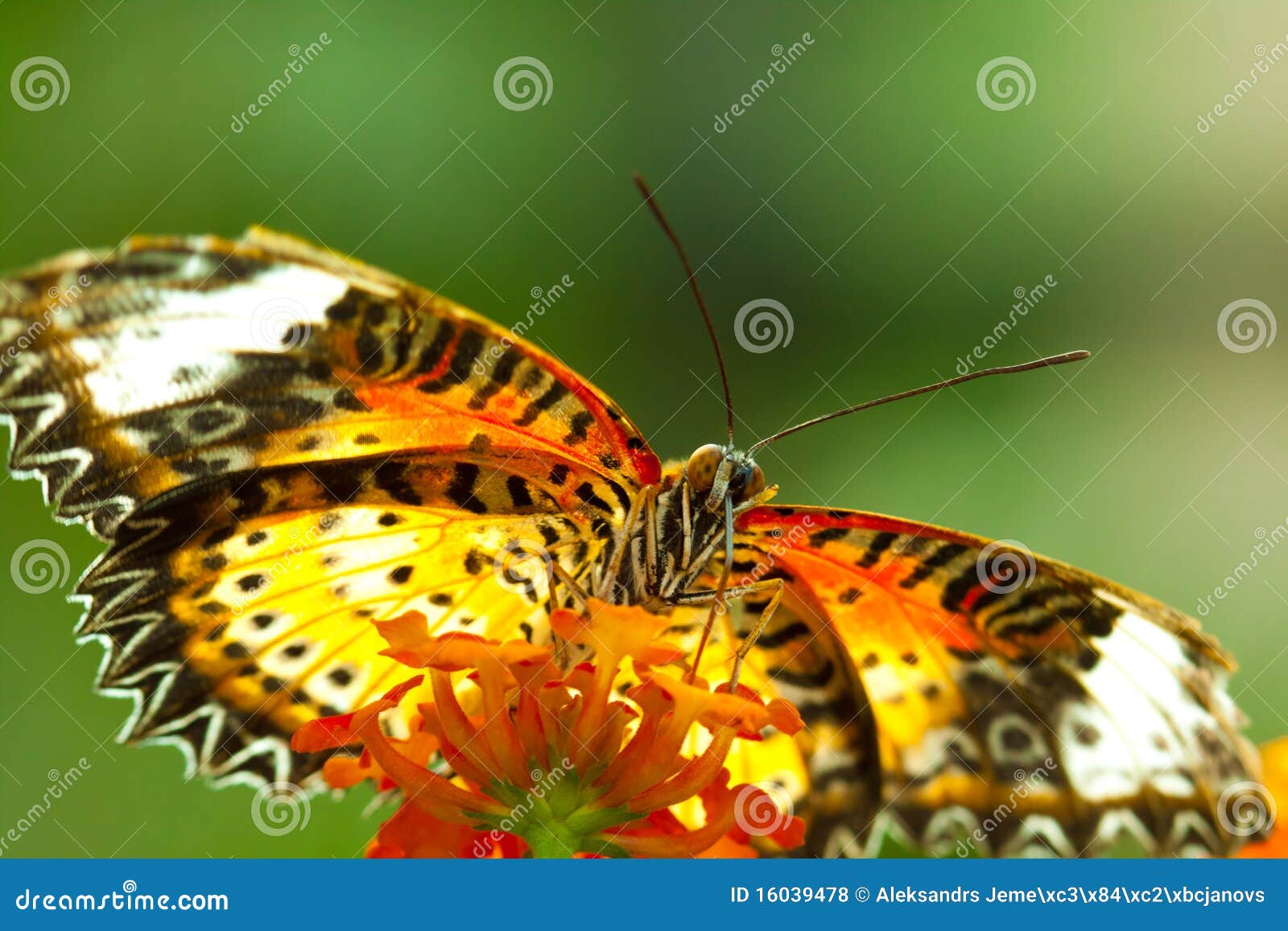 Great Eggfly Butterfly stock photo. Image of beautiful - 16039478