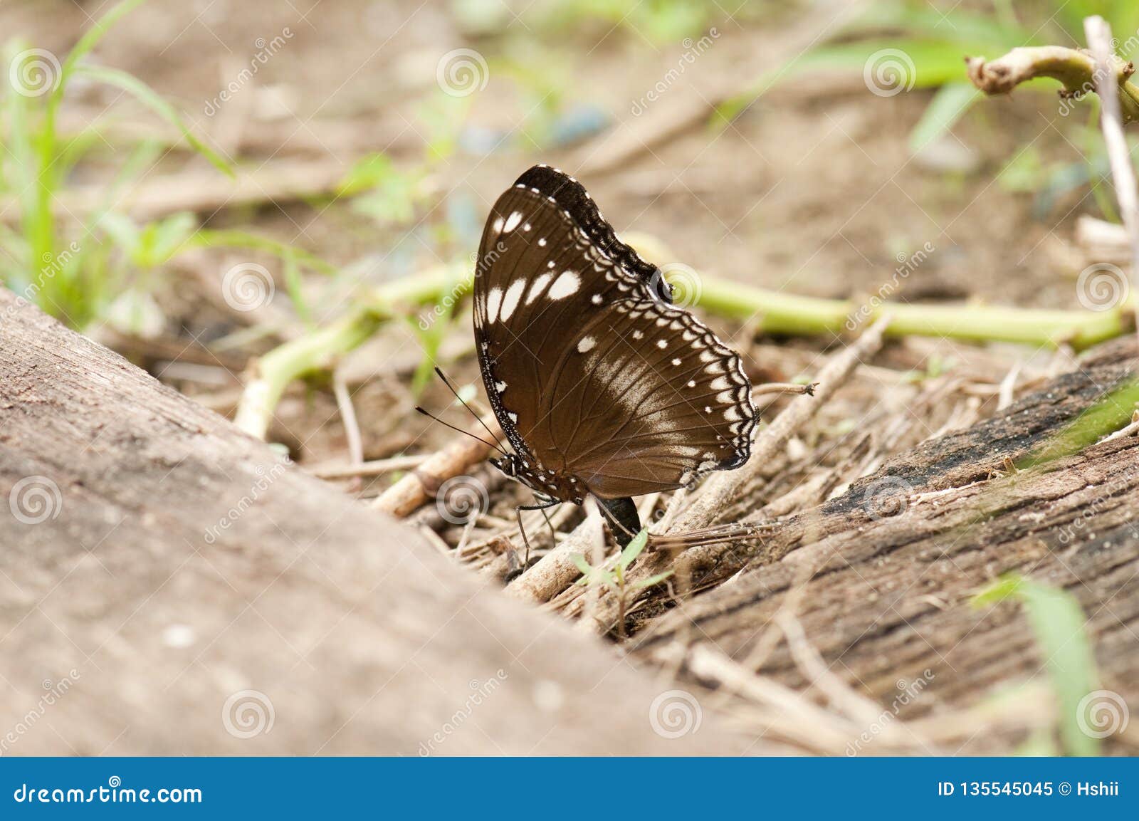 Great Eggfly Butterfly is on the Ground Stock Image - Image of eggfly ...
