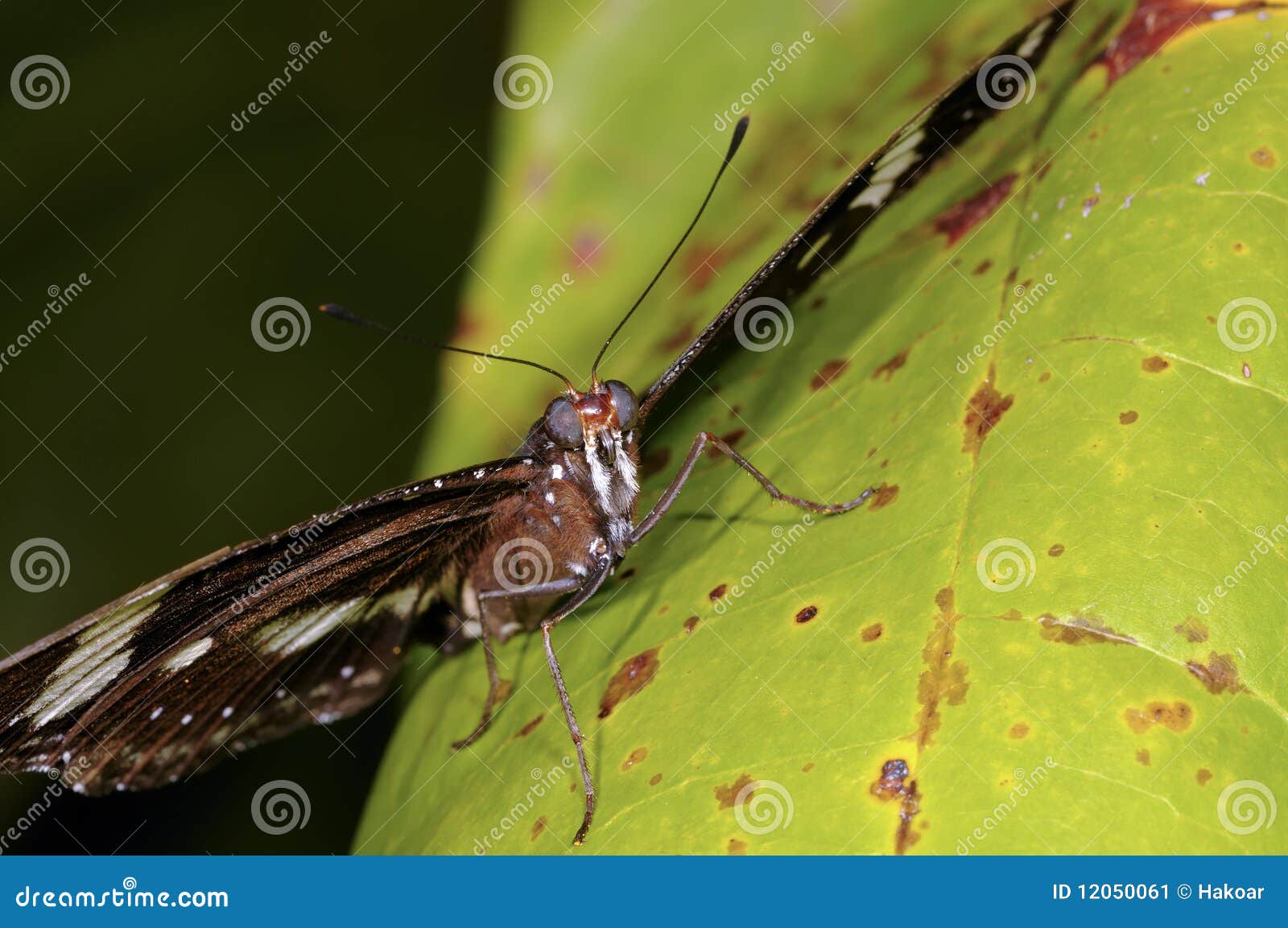 Great Eggfly, Hypolimnas Bolina Stock Image - Image of body, north ...