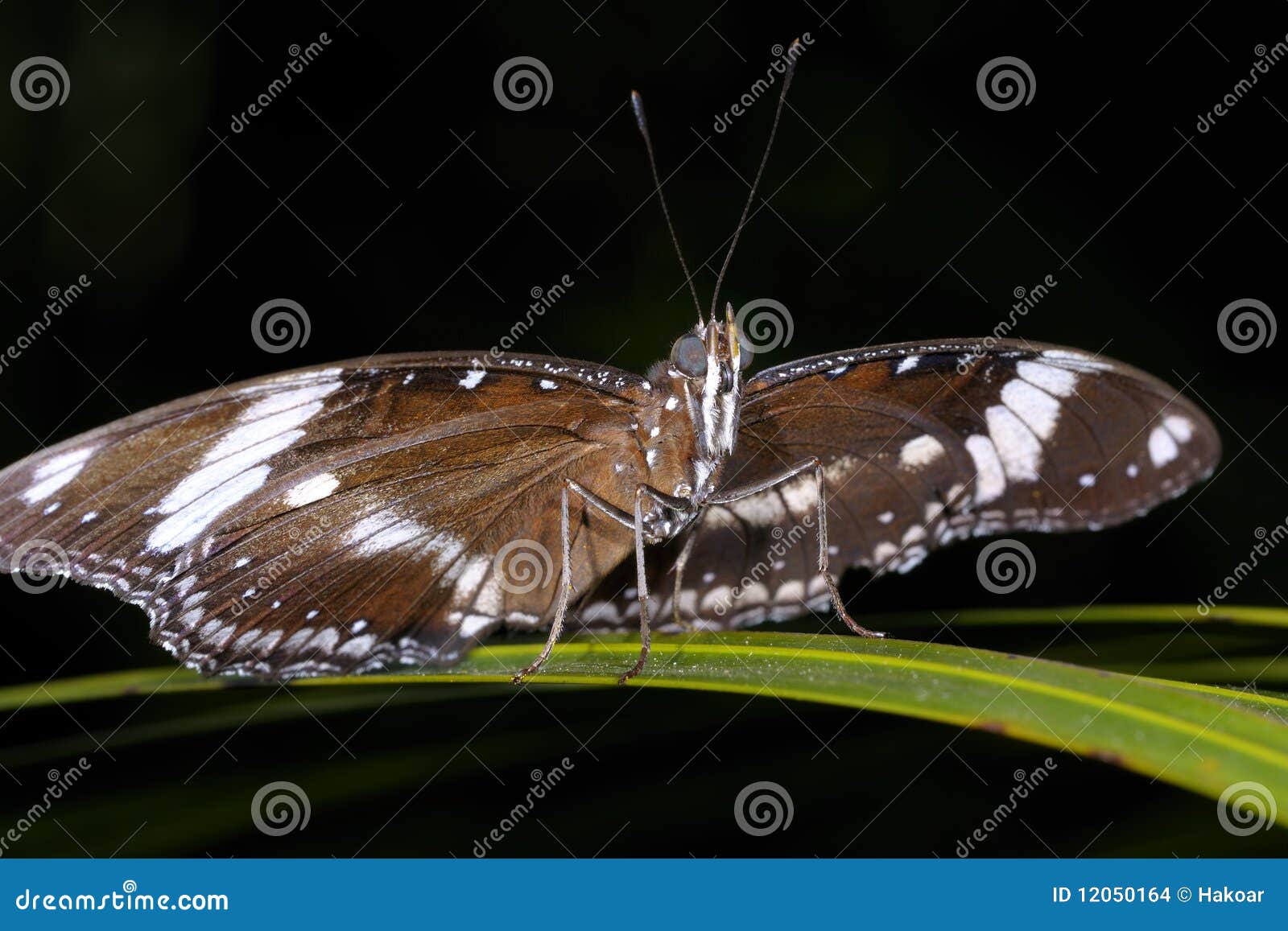 Great Eggfly, Hypolimnas Bolina Stock Photo - Image of macro, closeup ...