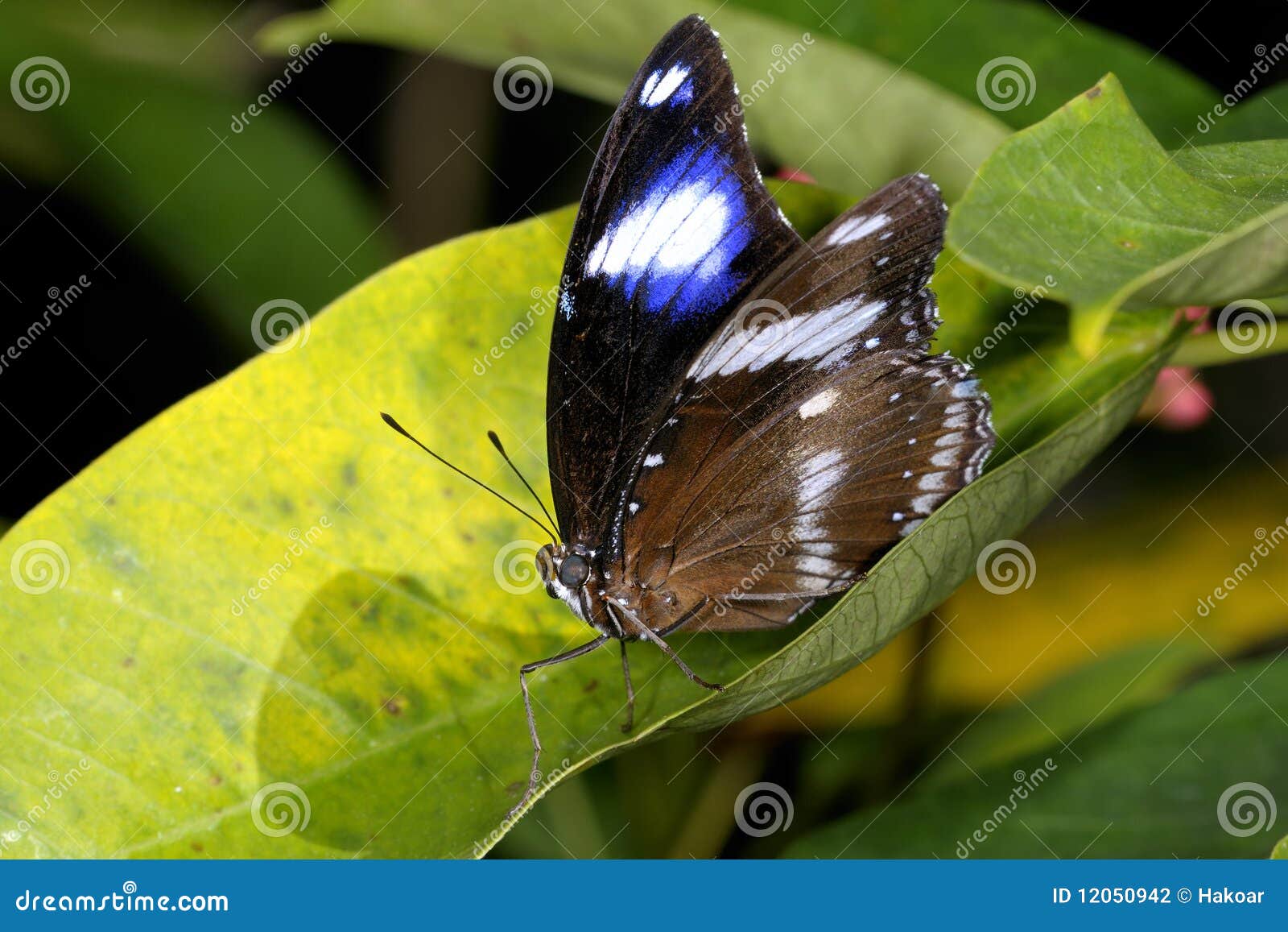 Great Eggfly, Hypolimnas Bolina Stock Photo - Image of lepidoptera ...