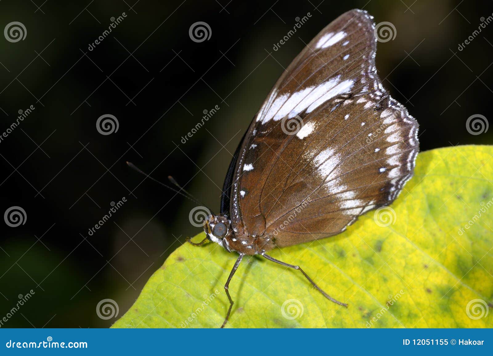 Great Eggfly, Hypolimnas Bolina Stock Image - Image of eyes, look: 12051155