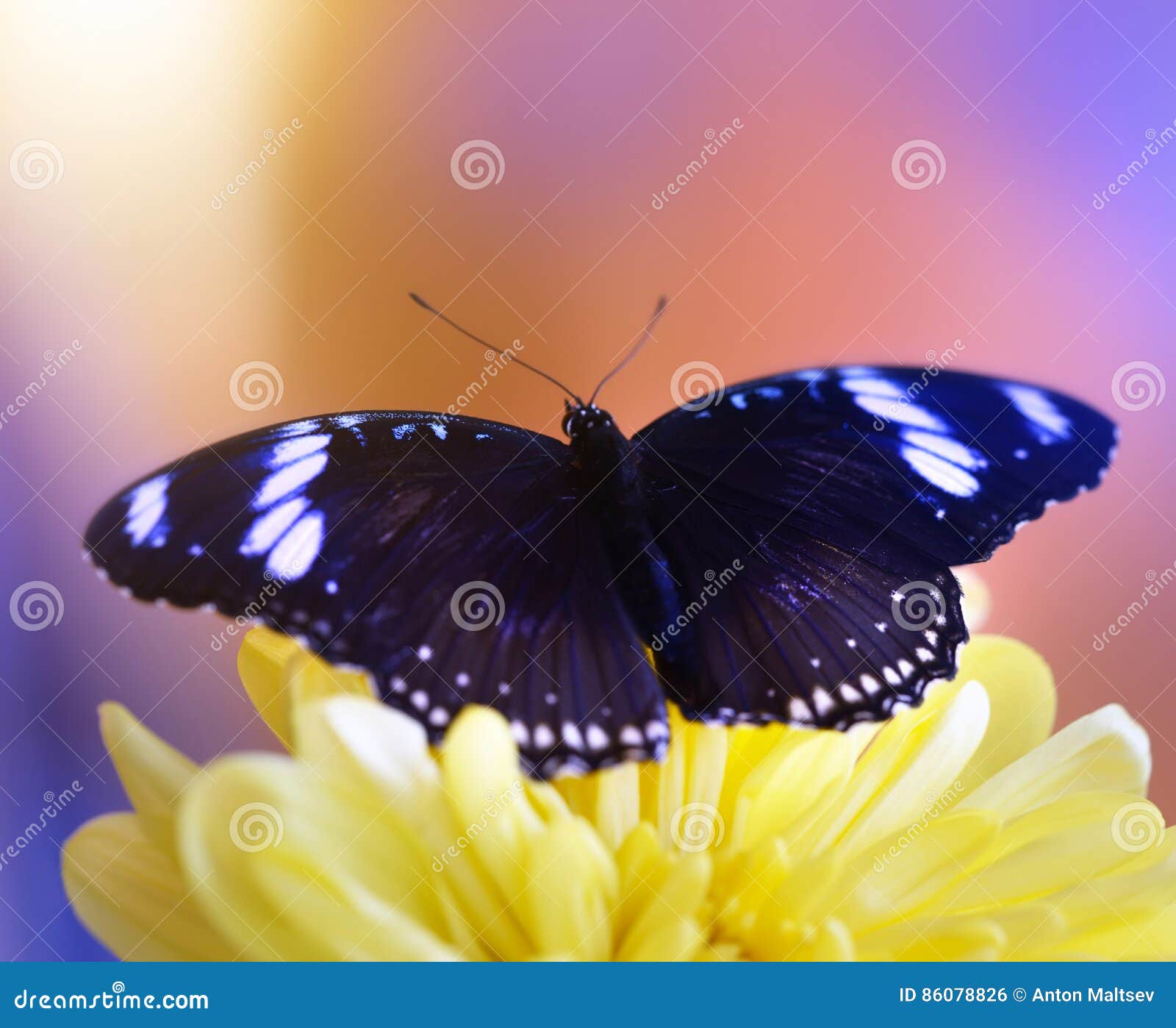 Great Eggfly, Hypolimnas Bolina Stock Photo - Image of biology, black ...