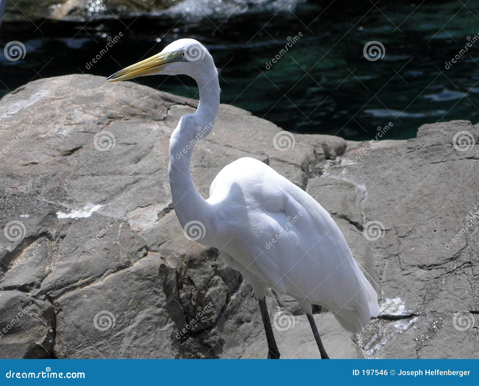 Great Egret Picture. Image: 197546