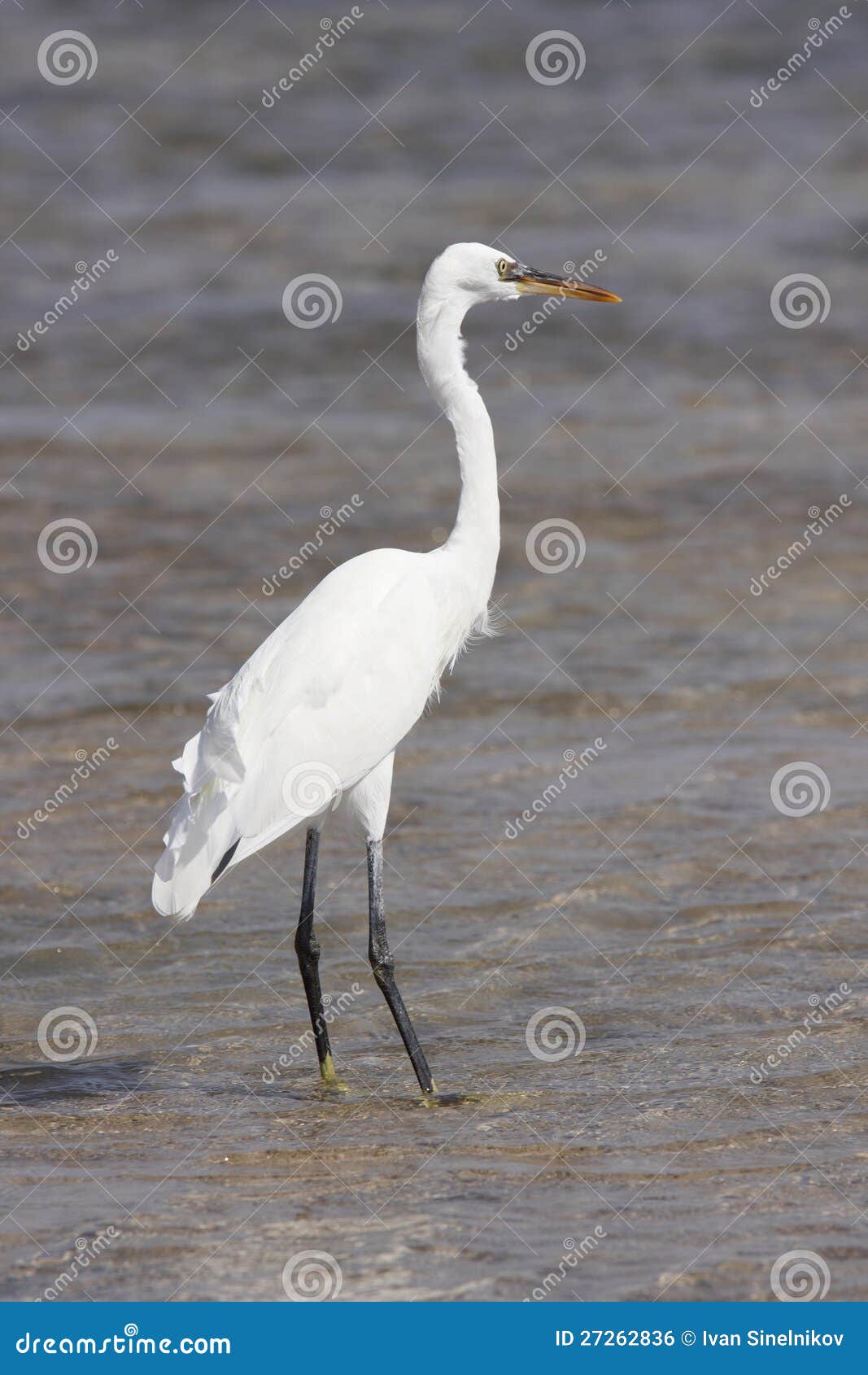 Great Egret stock photo. Image of standing, egret, stand - 27262836