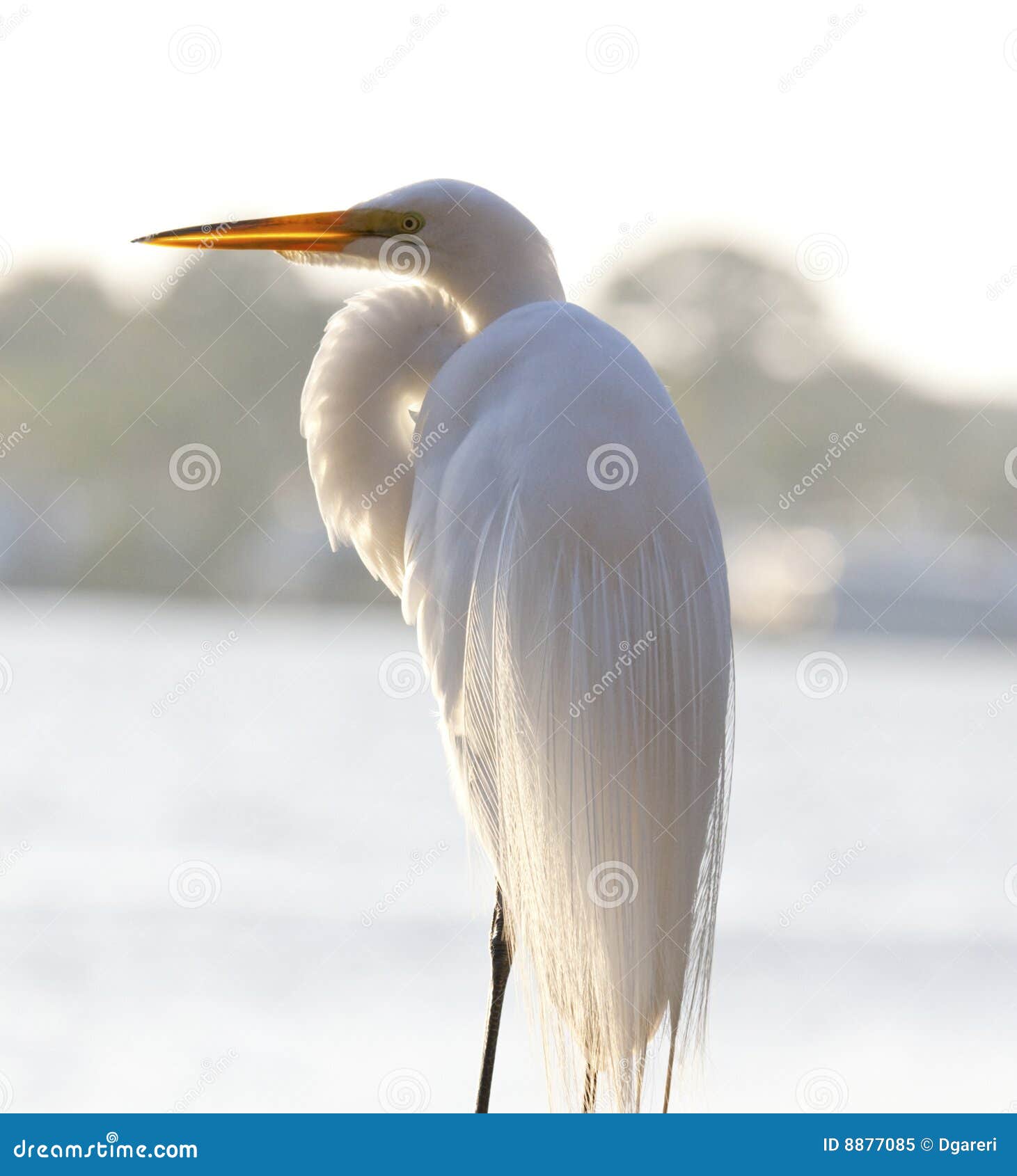 Great Egret stock image. Image of great, egret, white - 8877085