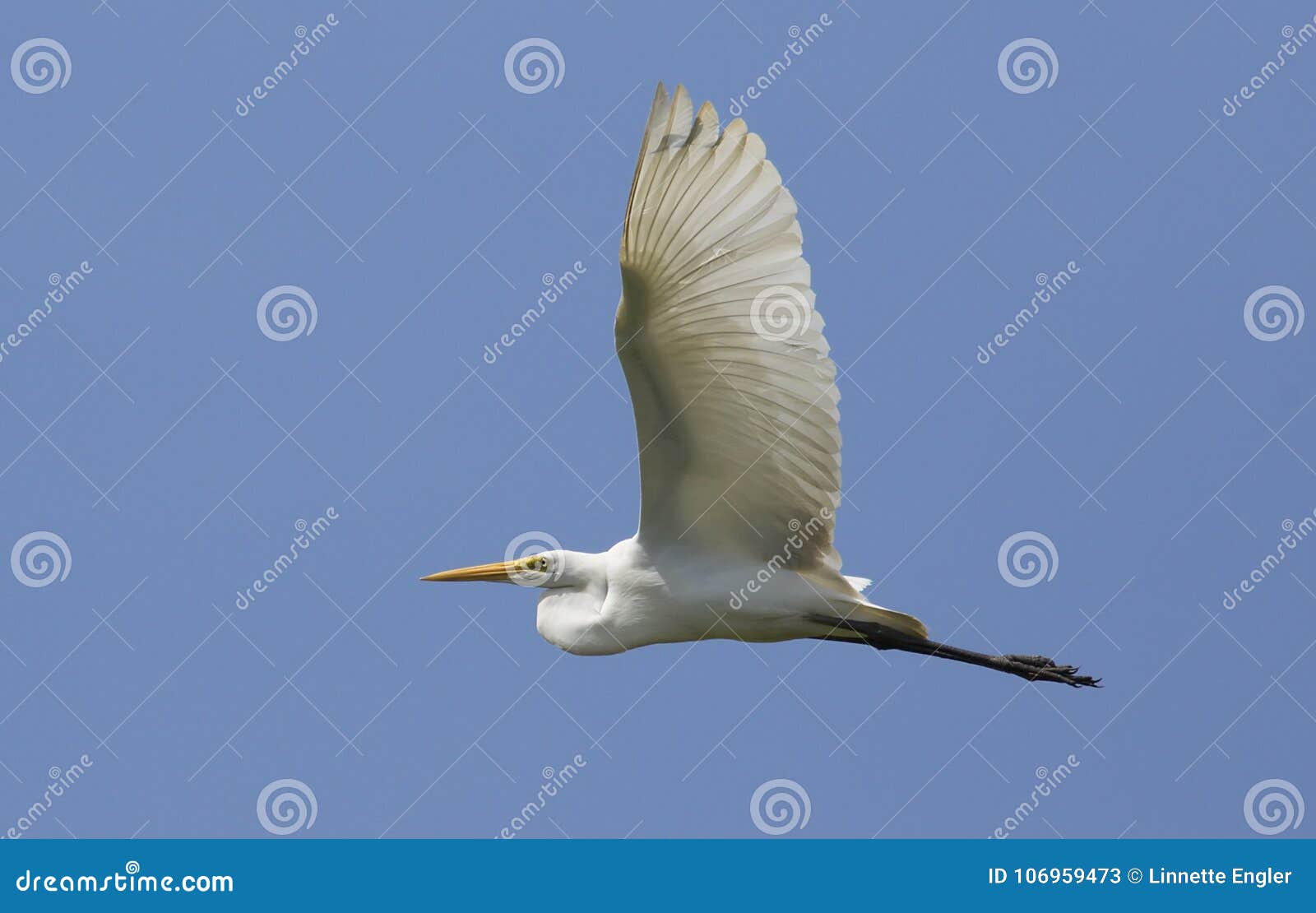 Great Egret Adrea alba stock image. Image of wings, nature - 106959473