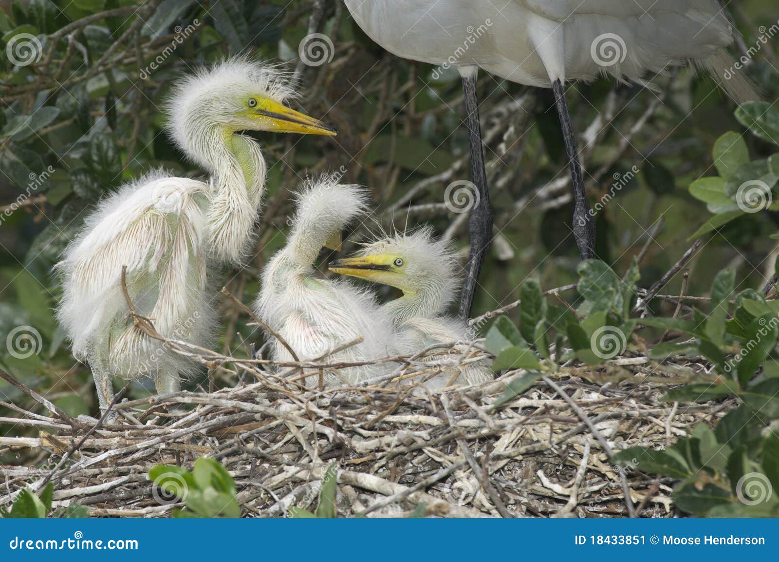 Great Egret, Ardea alba stock image. Image of white, egret - 18433851