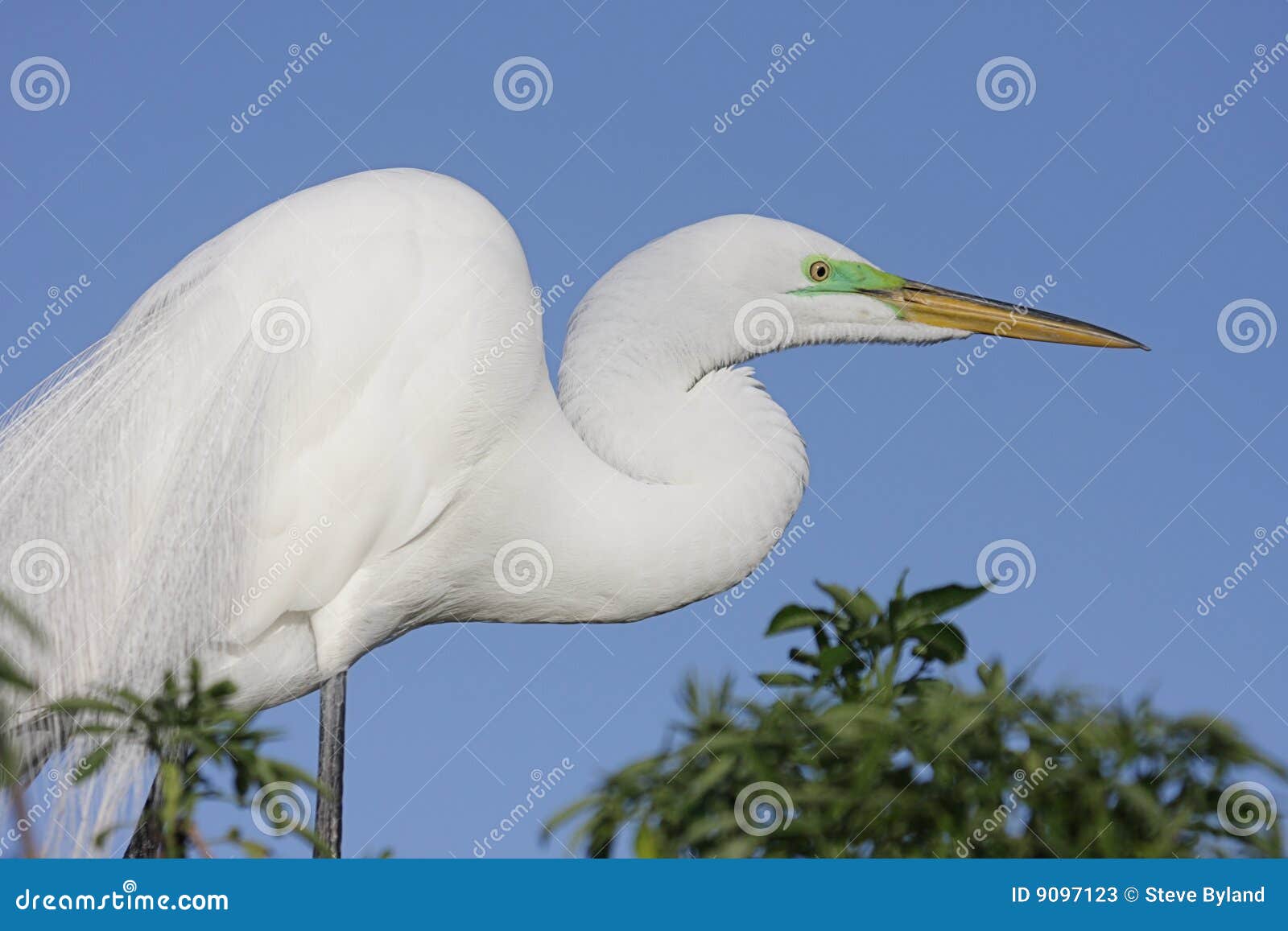Great Egret (Ardea alba) stock image. Image of fauna, avian - 9097123