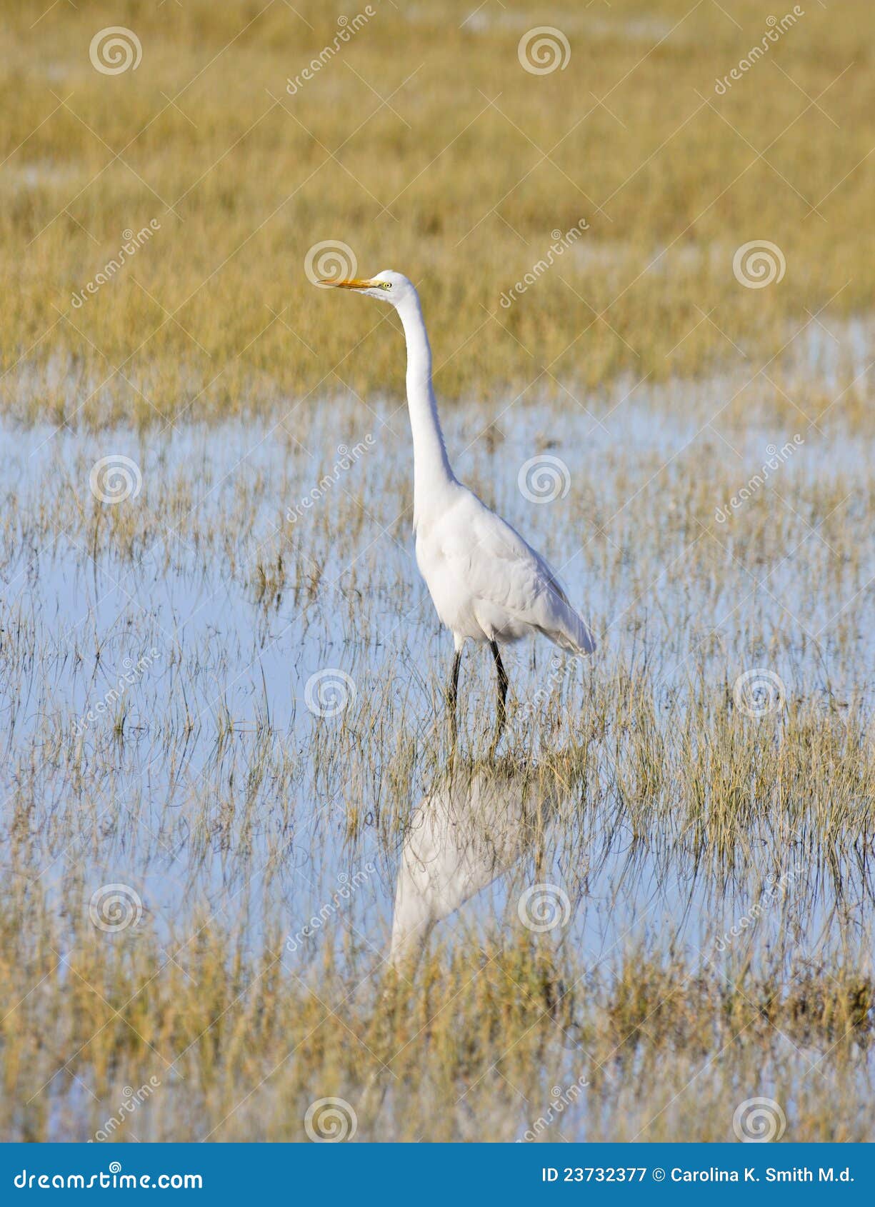 Great Egret, Ardea Alba, Arcata, California Stock Image - Image of ...