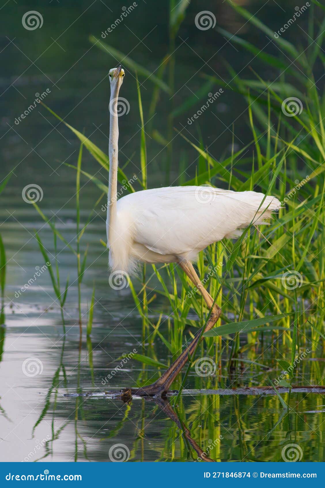 Great Egret, Ardea Alba. a Bird Standing in the Water, Looking into the ...