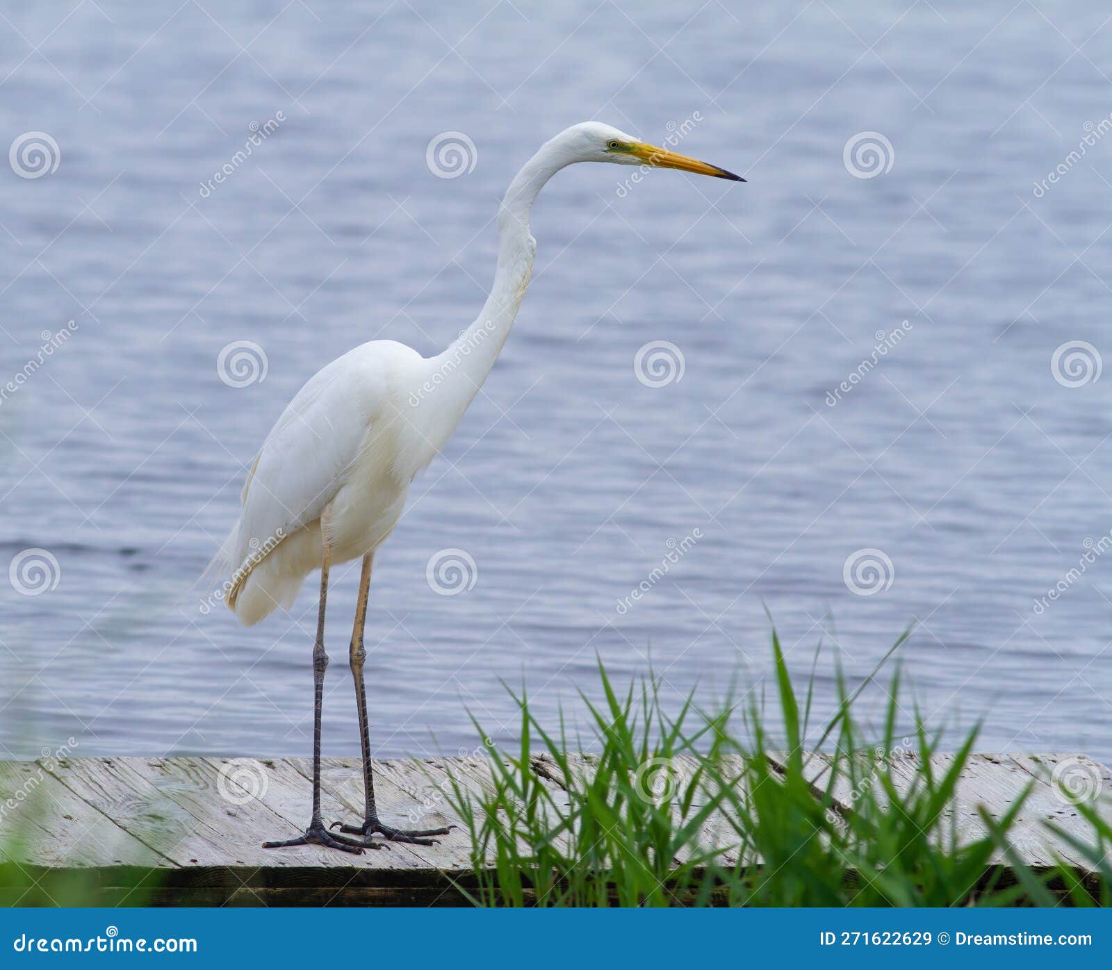 Great Egret, Ardea Alba. a Bird Stands on a Bridge by the River ...