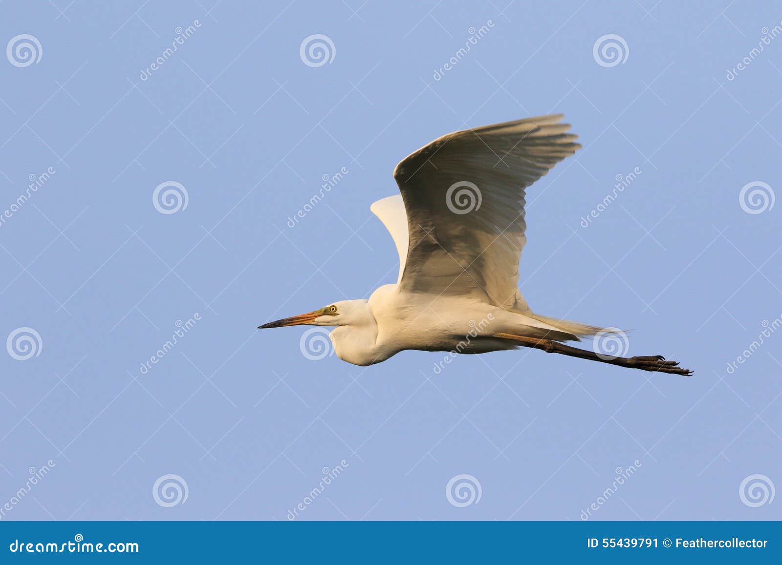 Great Egret stock image. Image of nature, japan, great - 55439791