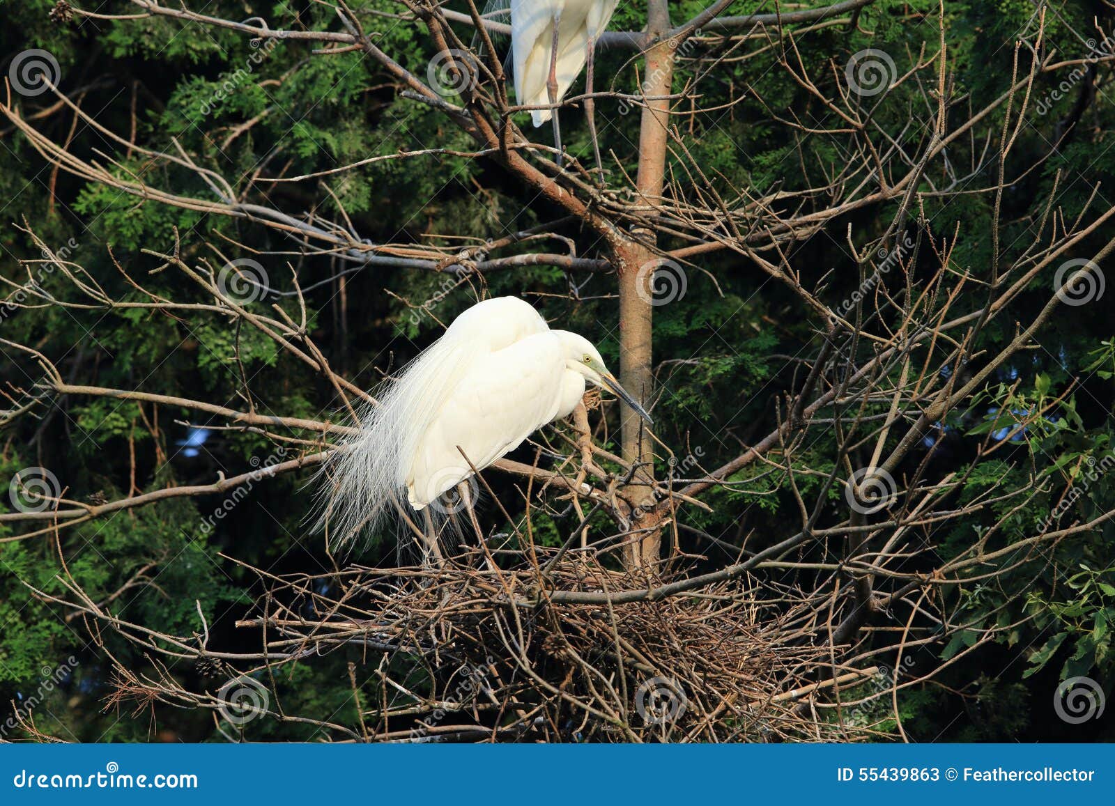 Great Egret stock image. Image of natural, egret, nature - 55439863