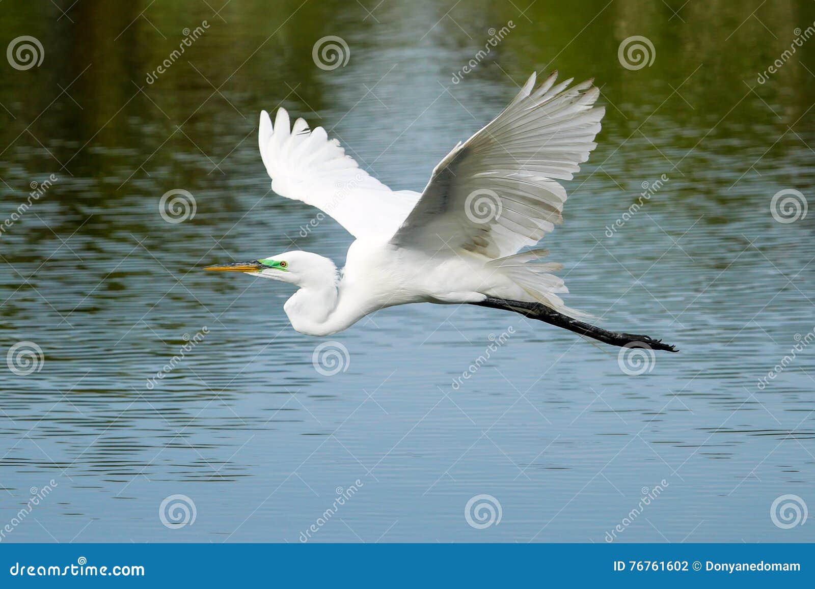 Great Egret (Ardea Alba) in Flight Stock Photo - Image of marsh, common ...