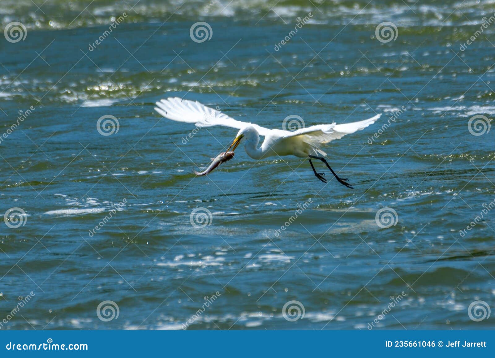 Great Egret, Ardea Alba, Flying with Fish in Mouth Stock Photo - Image ...