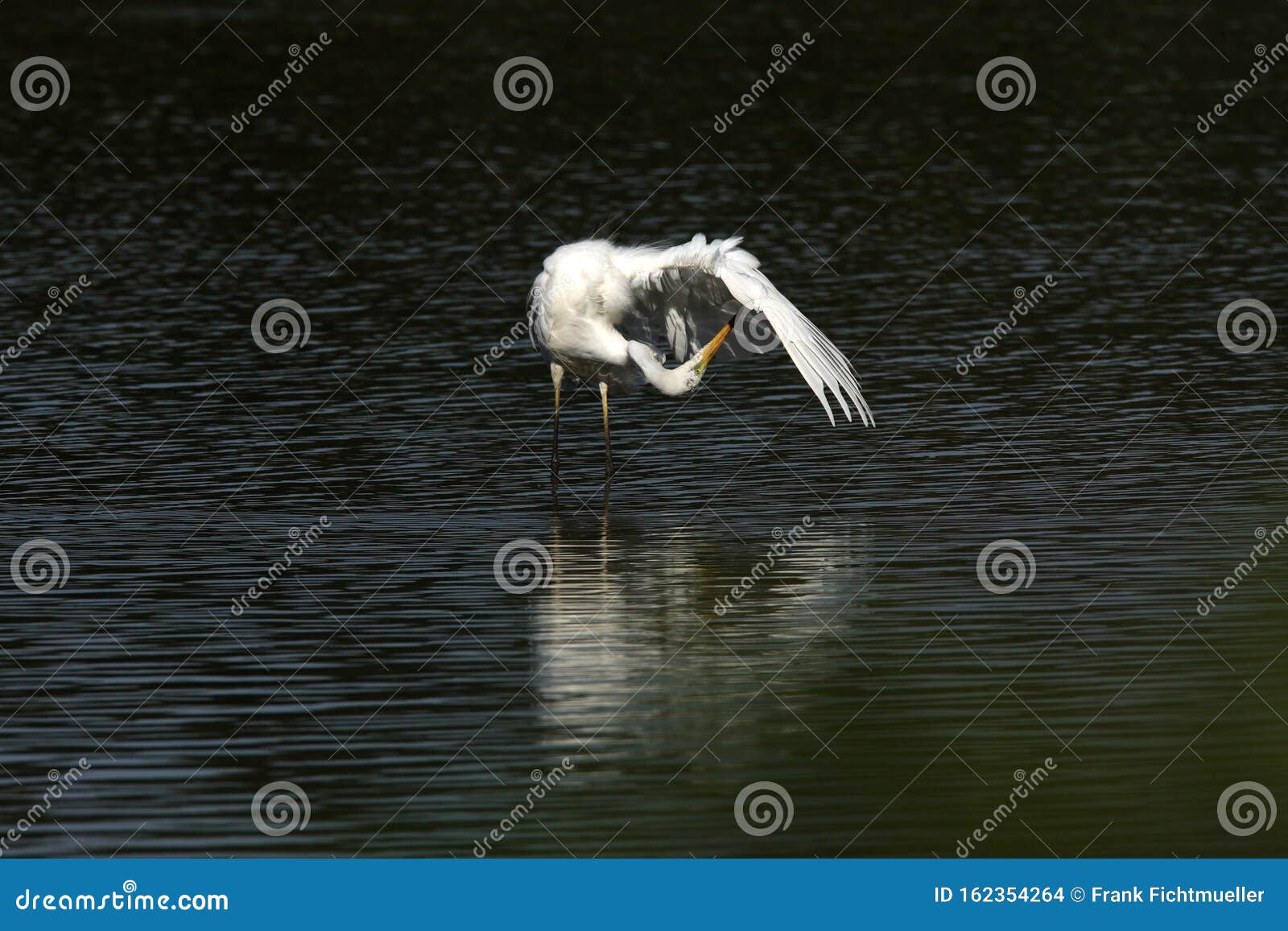Great Egret (Ardea Alba) Germany Stock Photo - Image of predator, egret ...