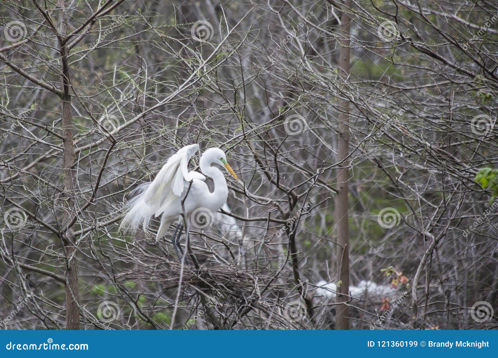 Great Egret Landing in Nest Stock Image - Image of large, animal: 121360199